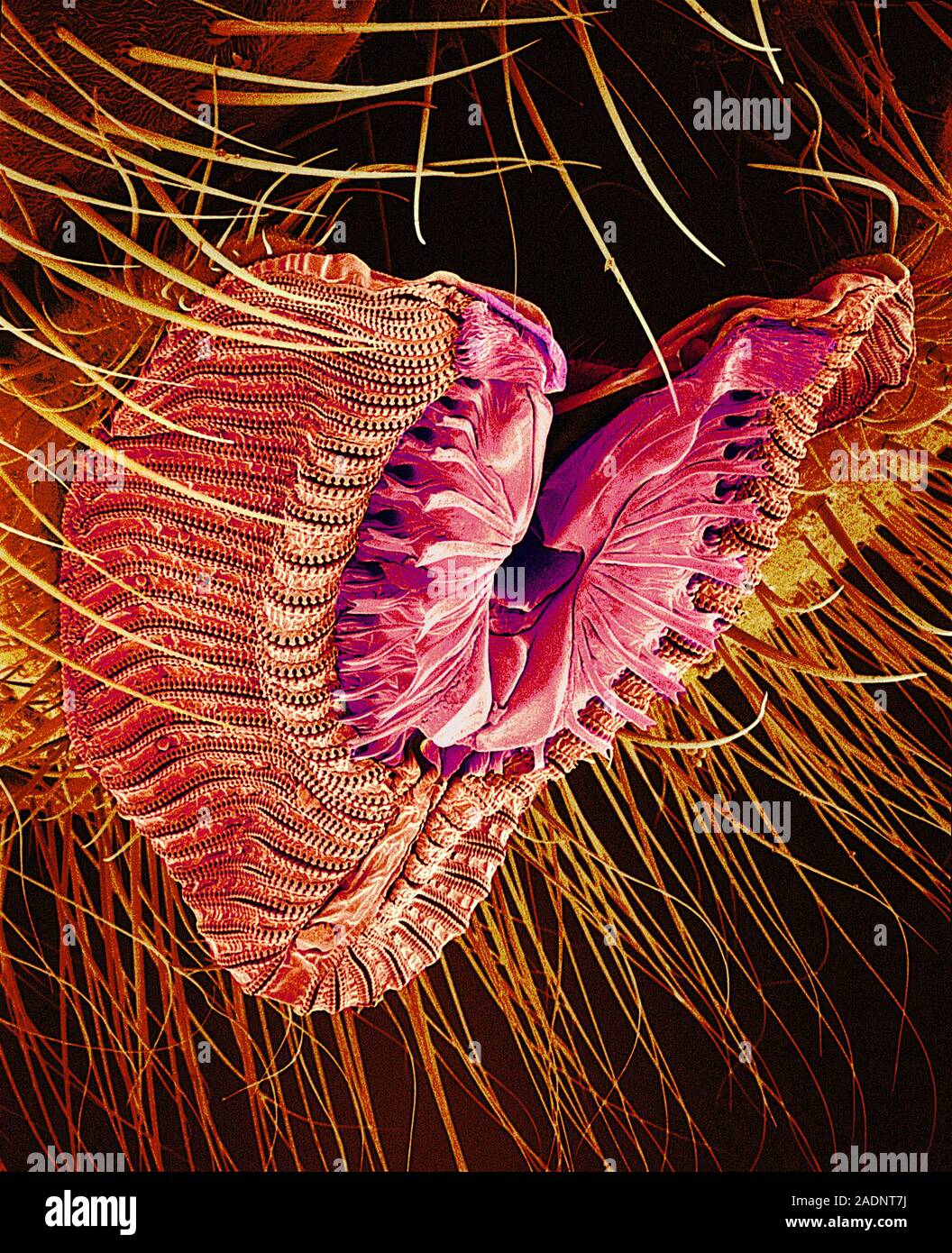 Fly mouthparts. Coloured scanning electron micrograph (SEM) of the ...