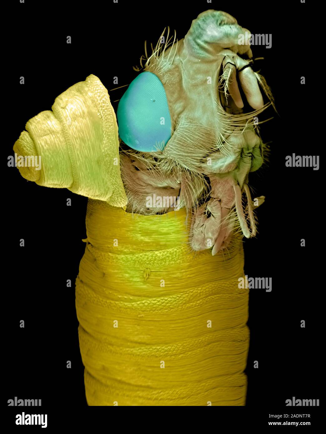 Blowfly pupa hatching. Coloured scanning electron micrograph (SEM) of a ...
