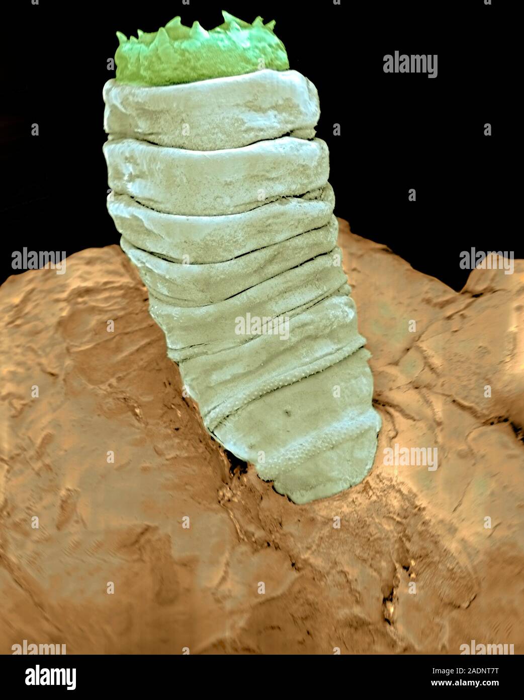 Blowfly maggot feeding. Coloured scanning electron micrograph (SEM) of ...