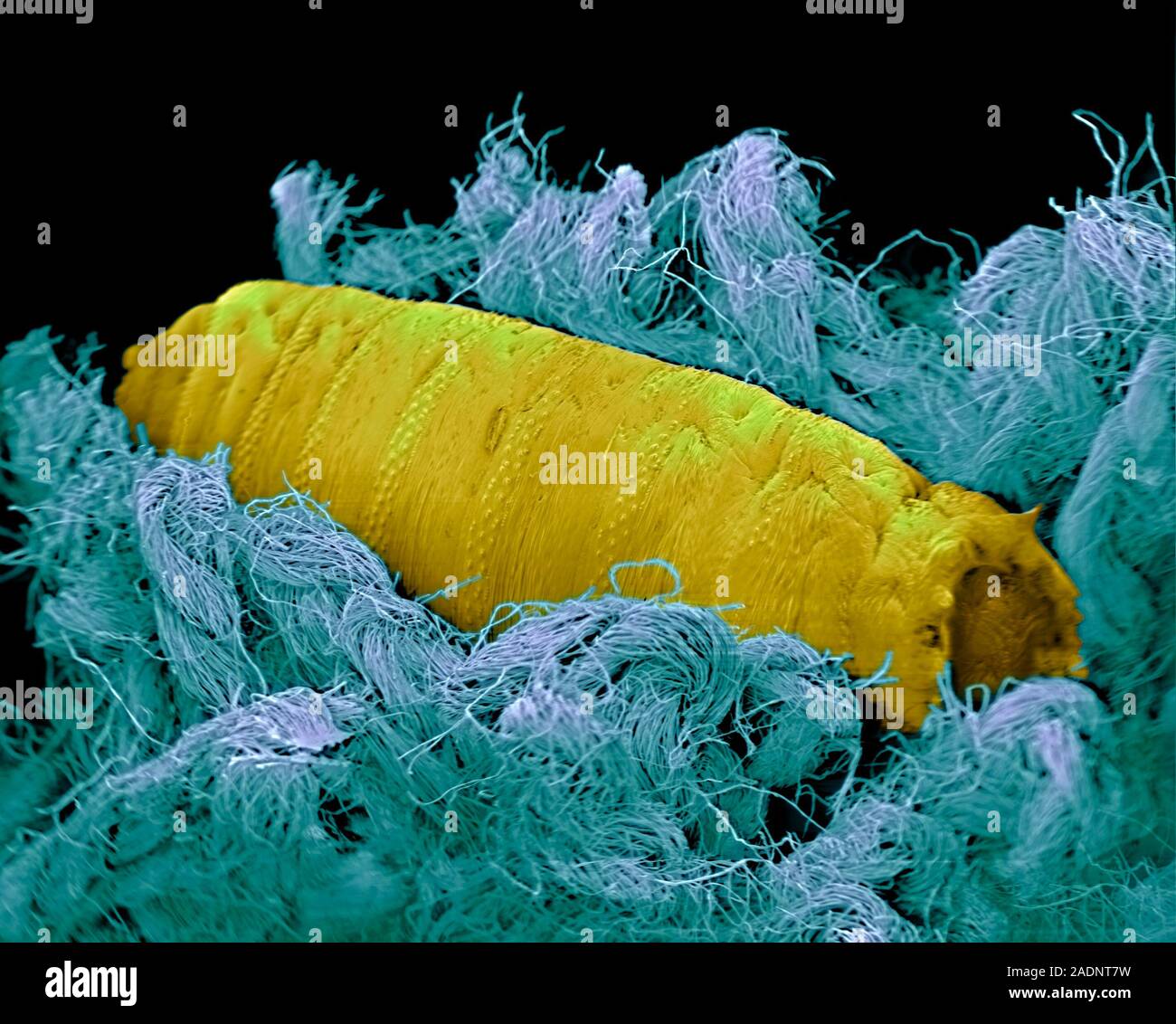 Blowfly pupa on carpet. Coloured scanning electron micrograph (SEM) of ...