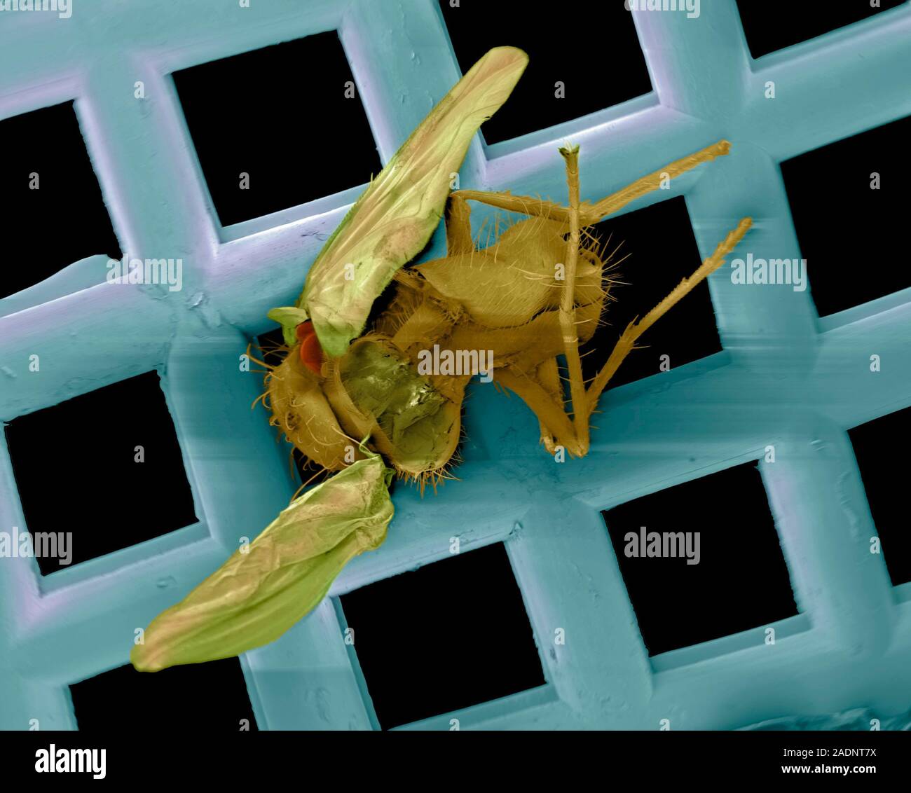 Dead fly. Coloured scanning electron micrograph (SEM) of an ...