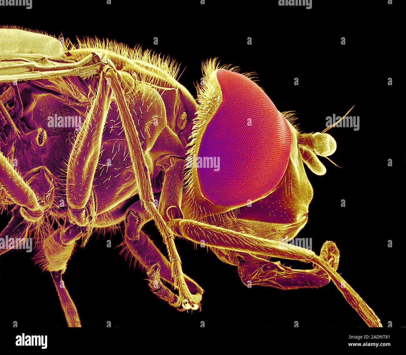 Hover fly. Coloured scanning electron micrograph (SEM) of the head and ...