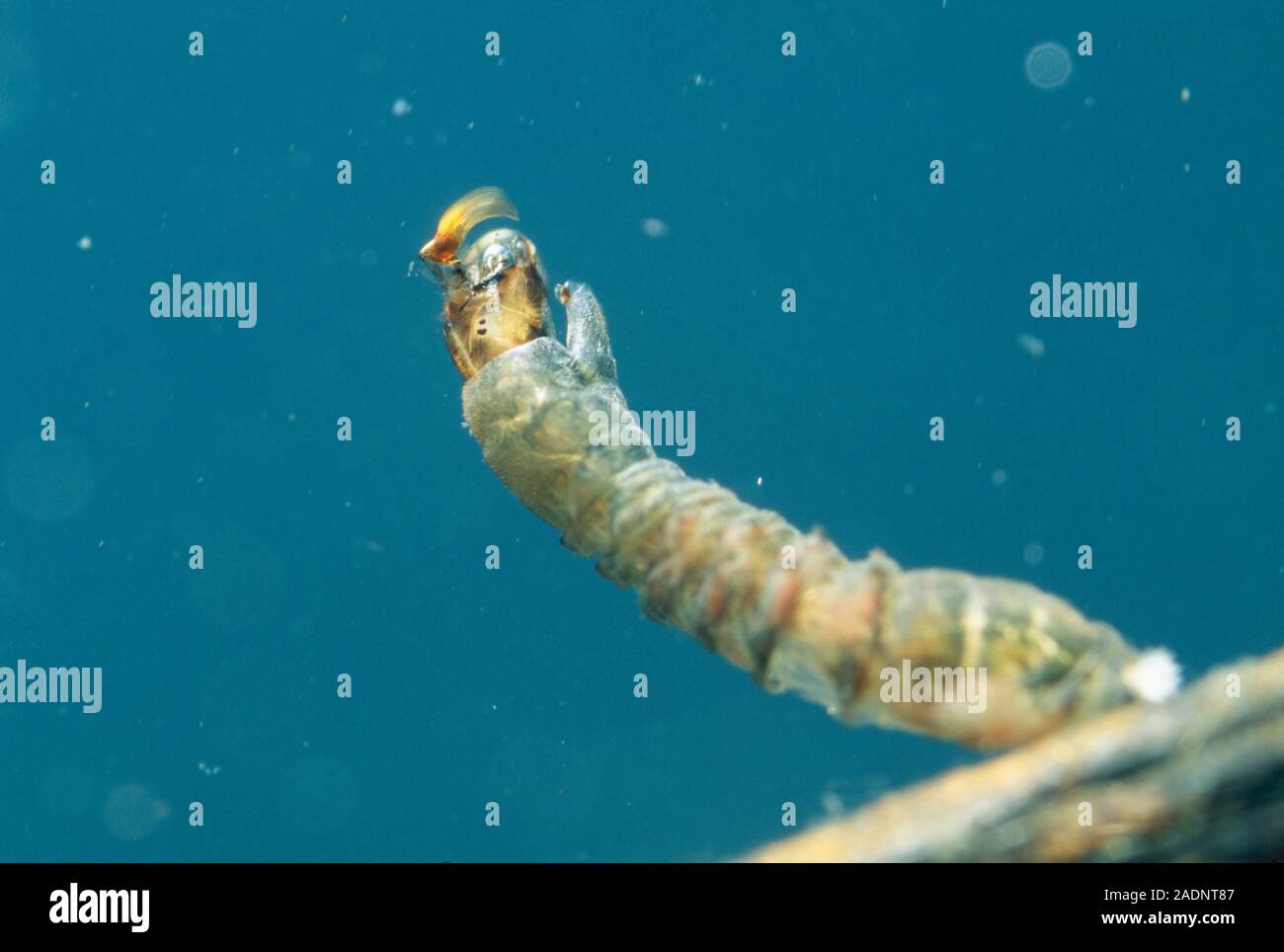Black fly larva feeding. Black flies (Simulium damnosum) are small ...