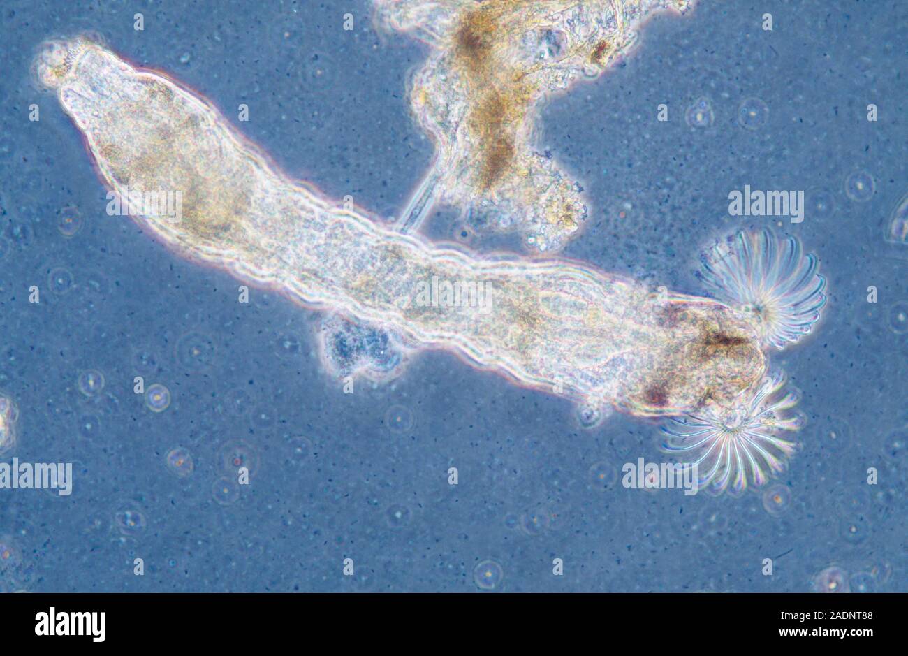 Black fly larva, light micrograph. This is the 1st instar (larval stage ...