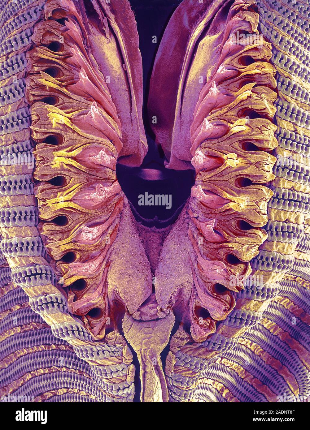 Fly proboscis. Coloured scanning electron micrograph (SEM) of the tip ...