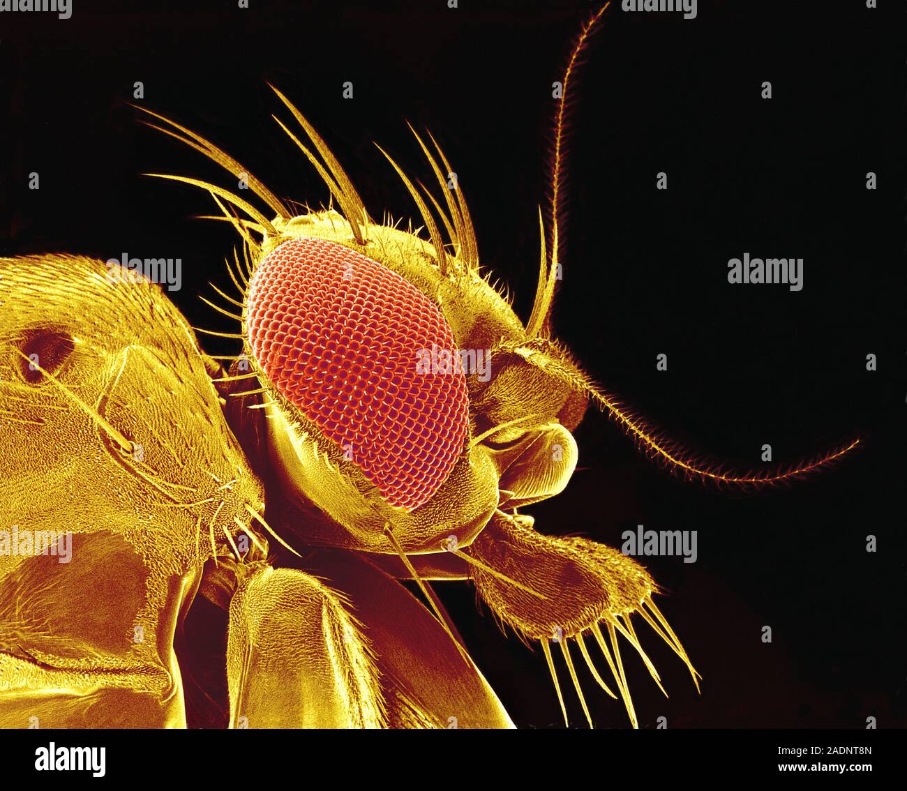 Fruit fly. Coloured scanning electron micrograph (SEM) of the head of a ...