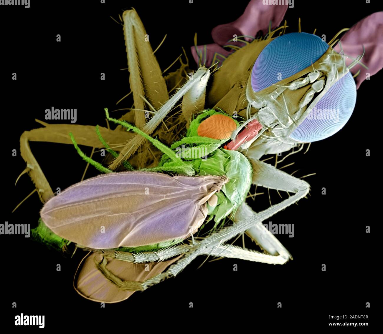 Fly eating another fly. Coloured scanning electron micrograph (SEM) of ...