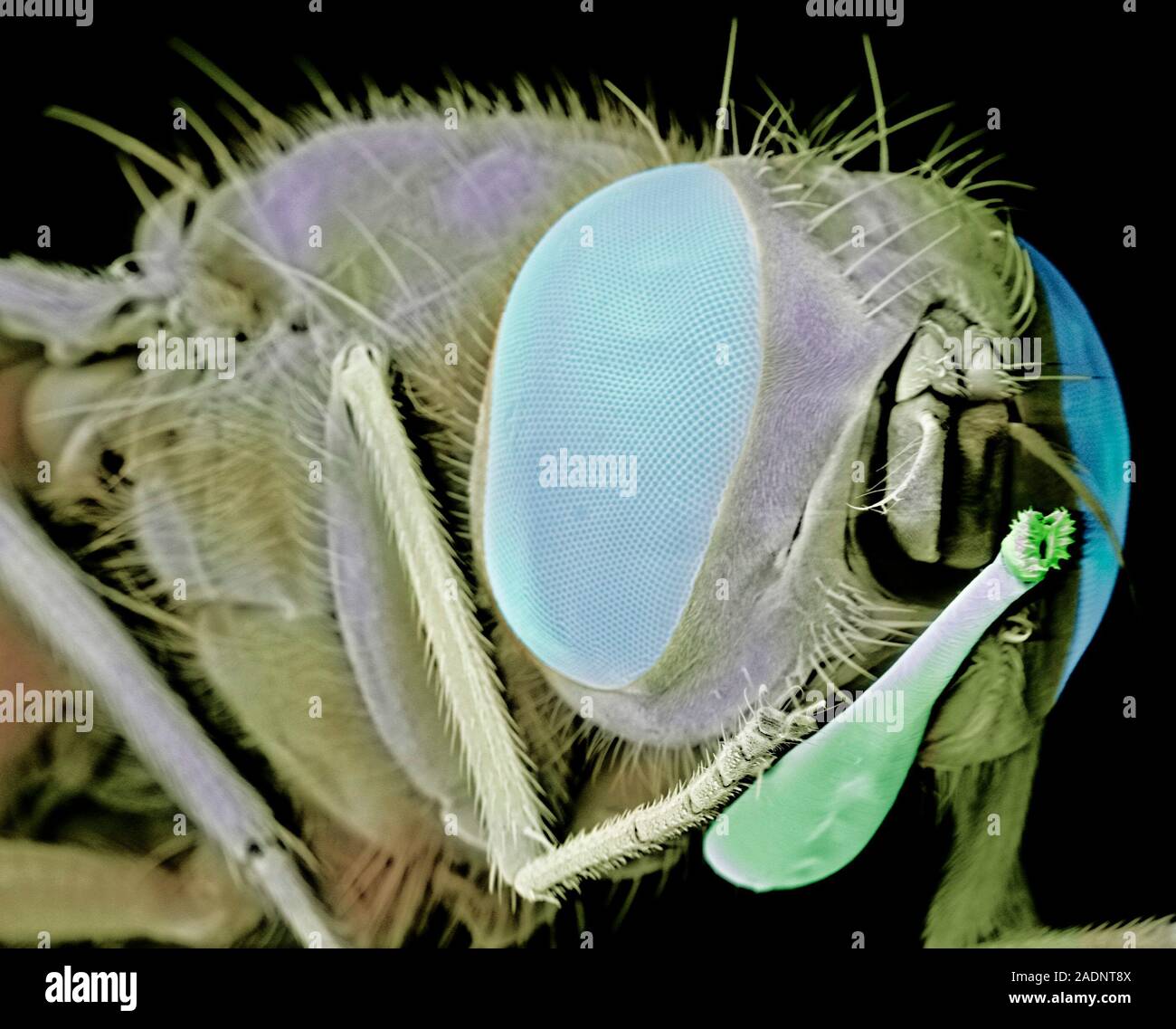 Stable fly. Coloured scanning electron micrograph (SEM) of the head of ...