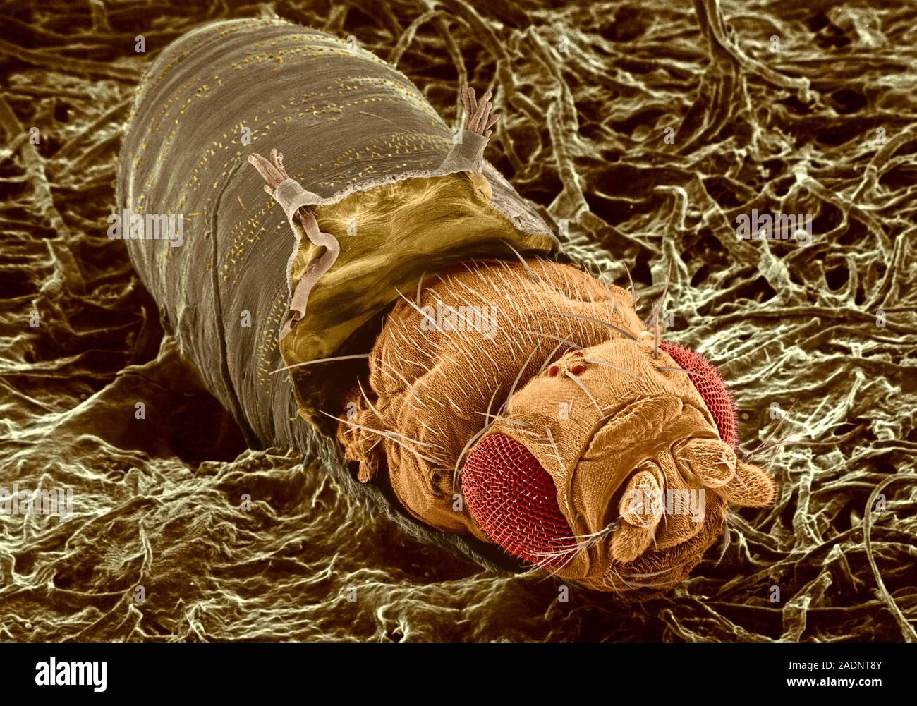 Fruit fly hatching. Coloured scanning electron micrograph (SEM) of an ...