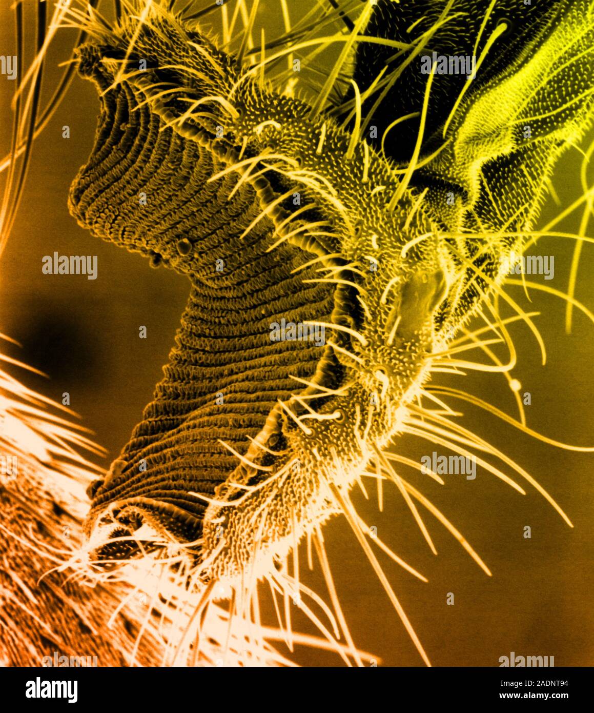 Housefly proboscis. Coloured scanning electron micrograph (SEM) of the ...