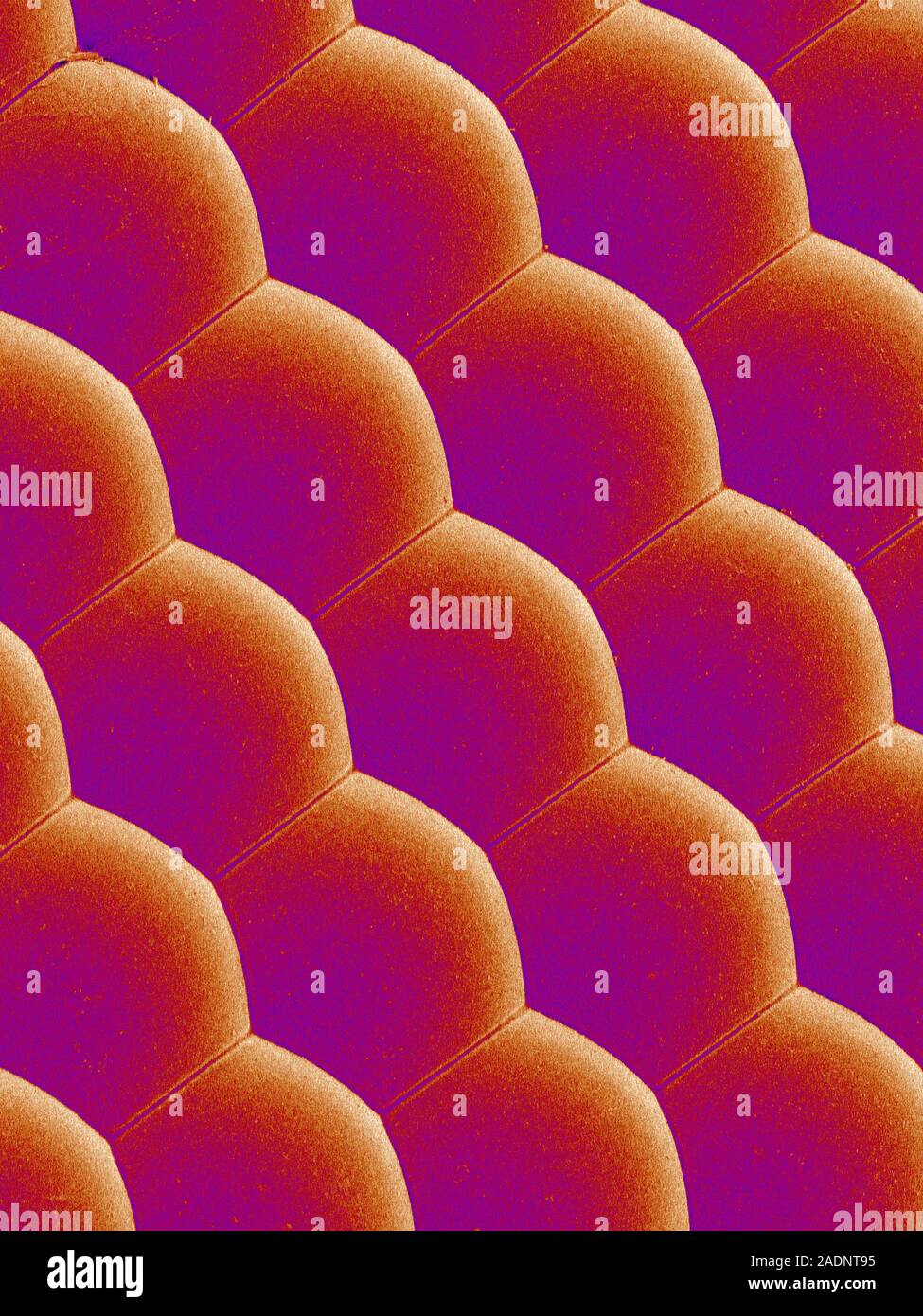 Fly's eye. Coloured scanning electron micrograph (SEM) of a fly's ...