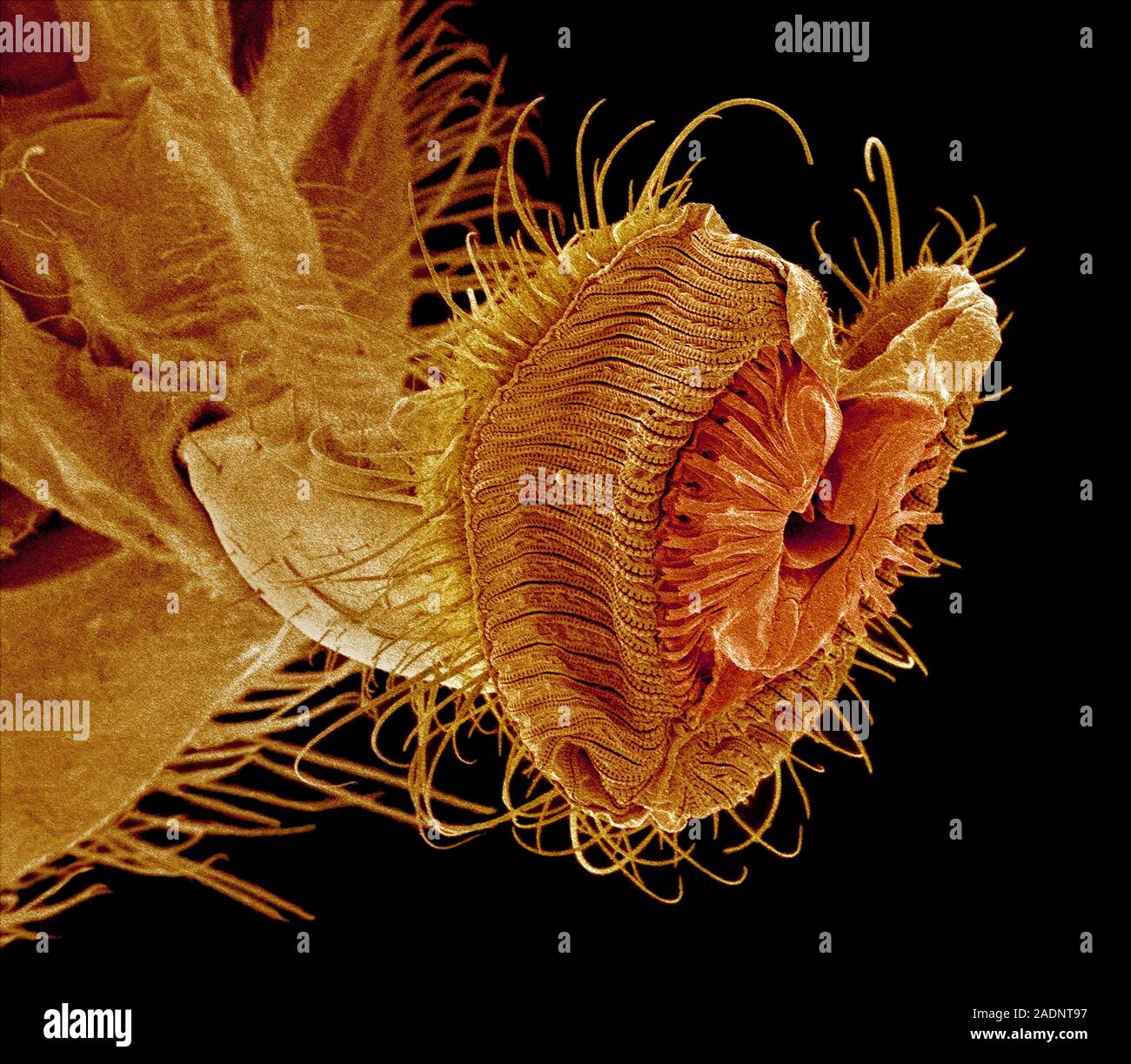 Fly proboscis. Coloured scanning electron micrograph (SEM) of the tip ...