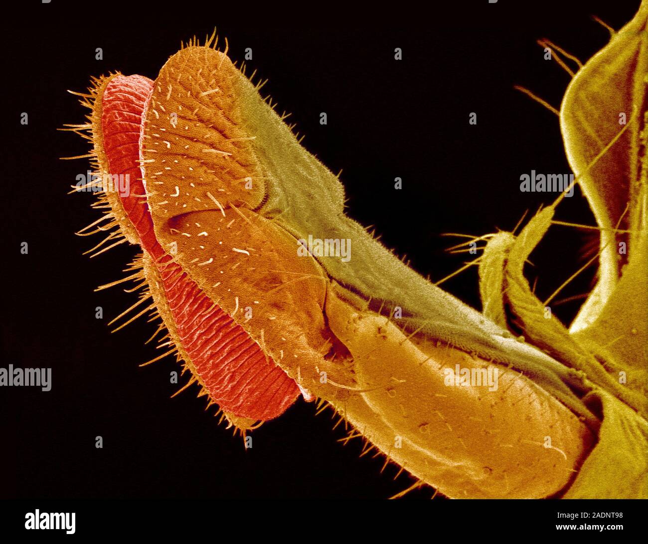 Fly proboscis. Coloured scanning electron micrograph (SEM) of the tip ...