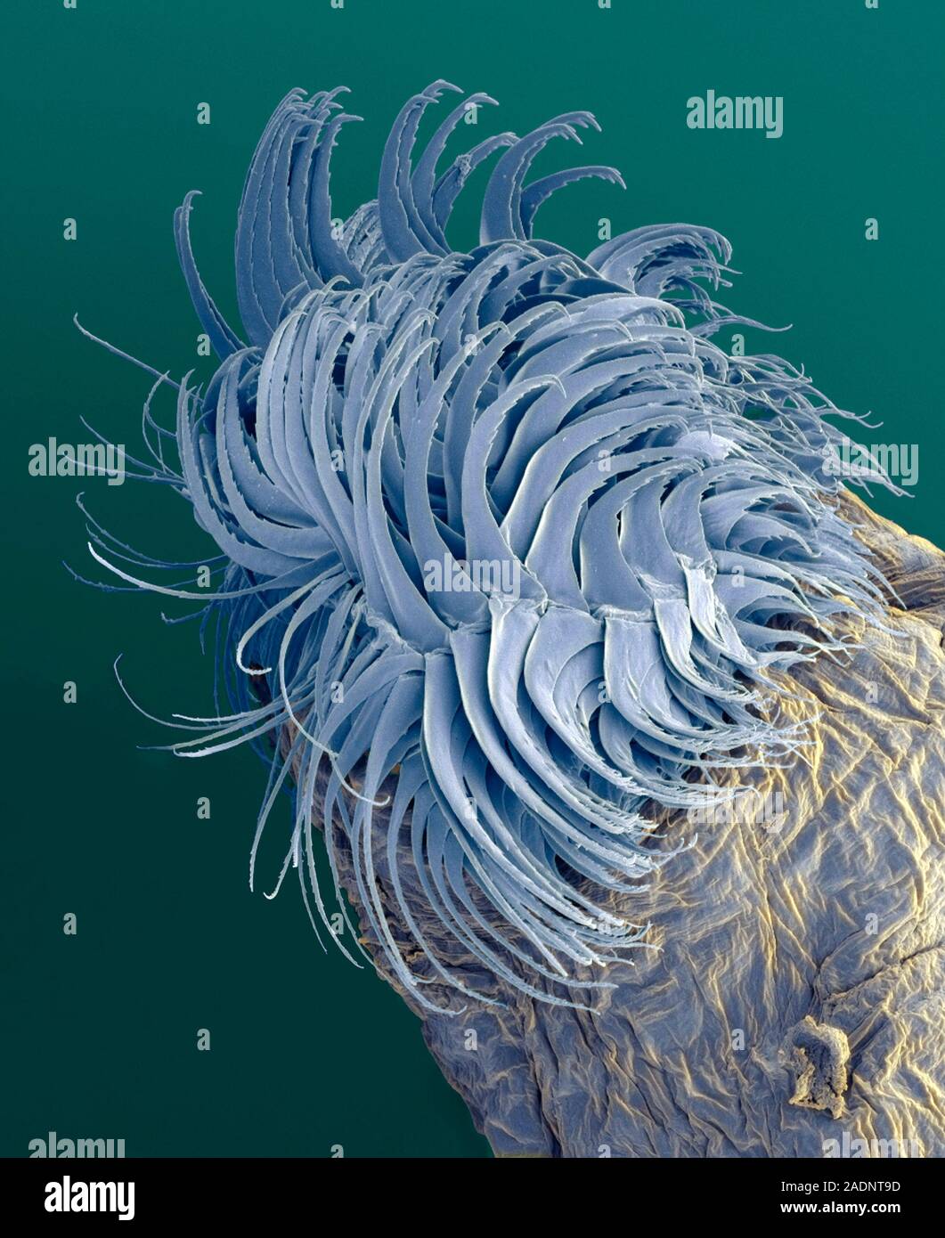 Bloodworm's tail. Coloured scanning electron micrograph (SEM) of the ...