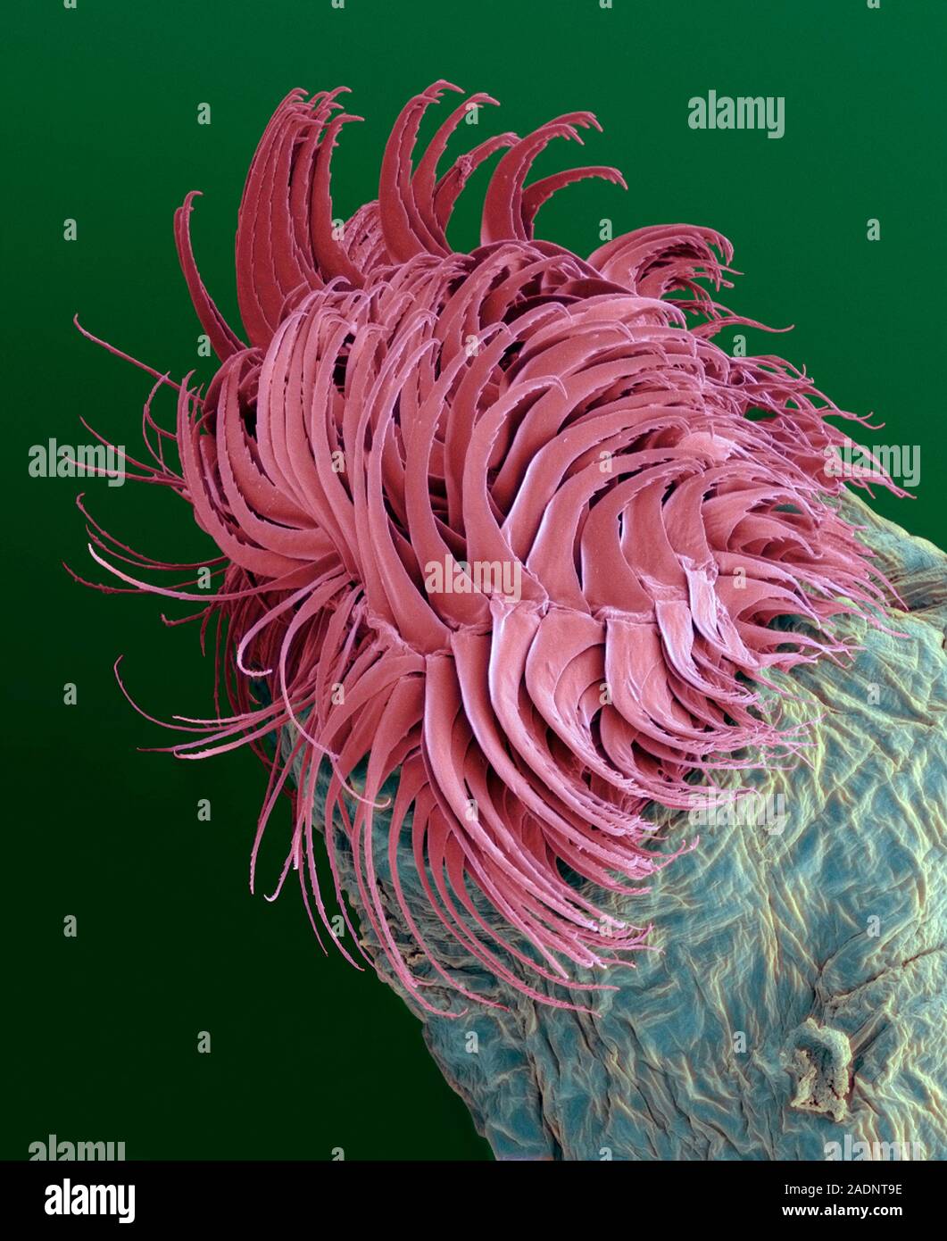 Bloodworm's tail. Coloured scanning electron micrograph (SEM) of the ...