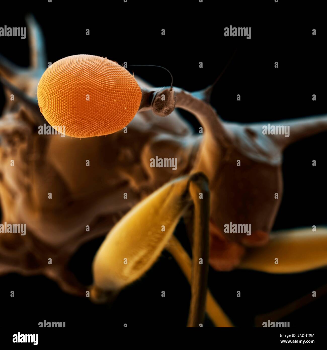 Stalk-eyed fly eye. Coloured scanning electron micrograph (SEM) of an ...