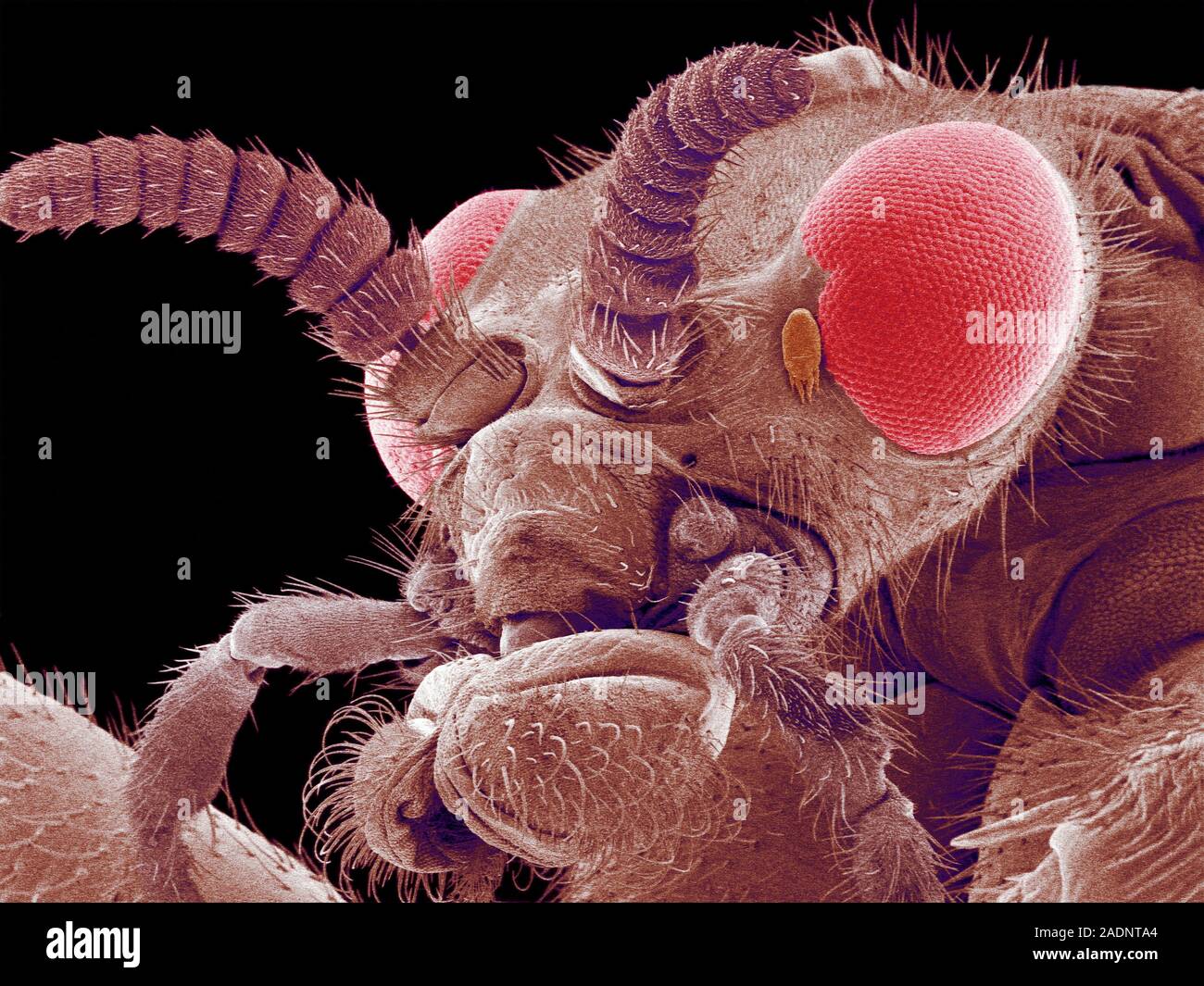 Fly. Coloured scanning electron micrograph (SEM) of the head of a fly ...