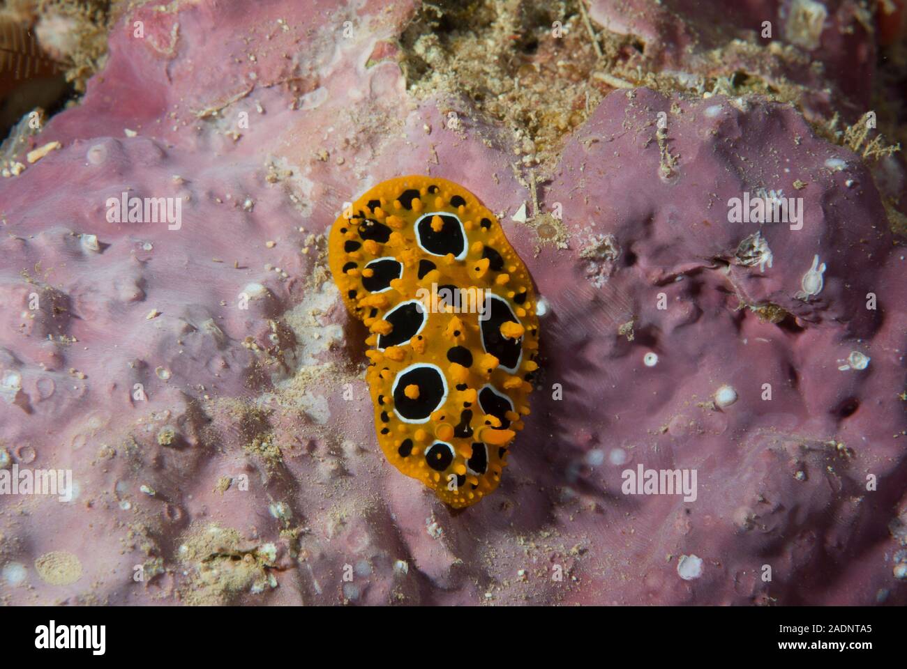 Nudibranch Phyllidia ocellata Stock Photo - Alamy