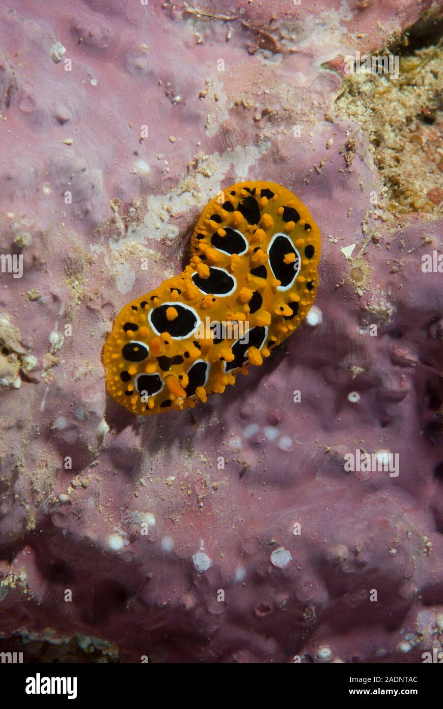 Nudibranch Phyllidia ocellata Stock Photo - Alamy