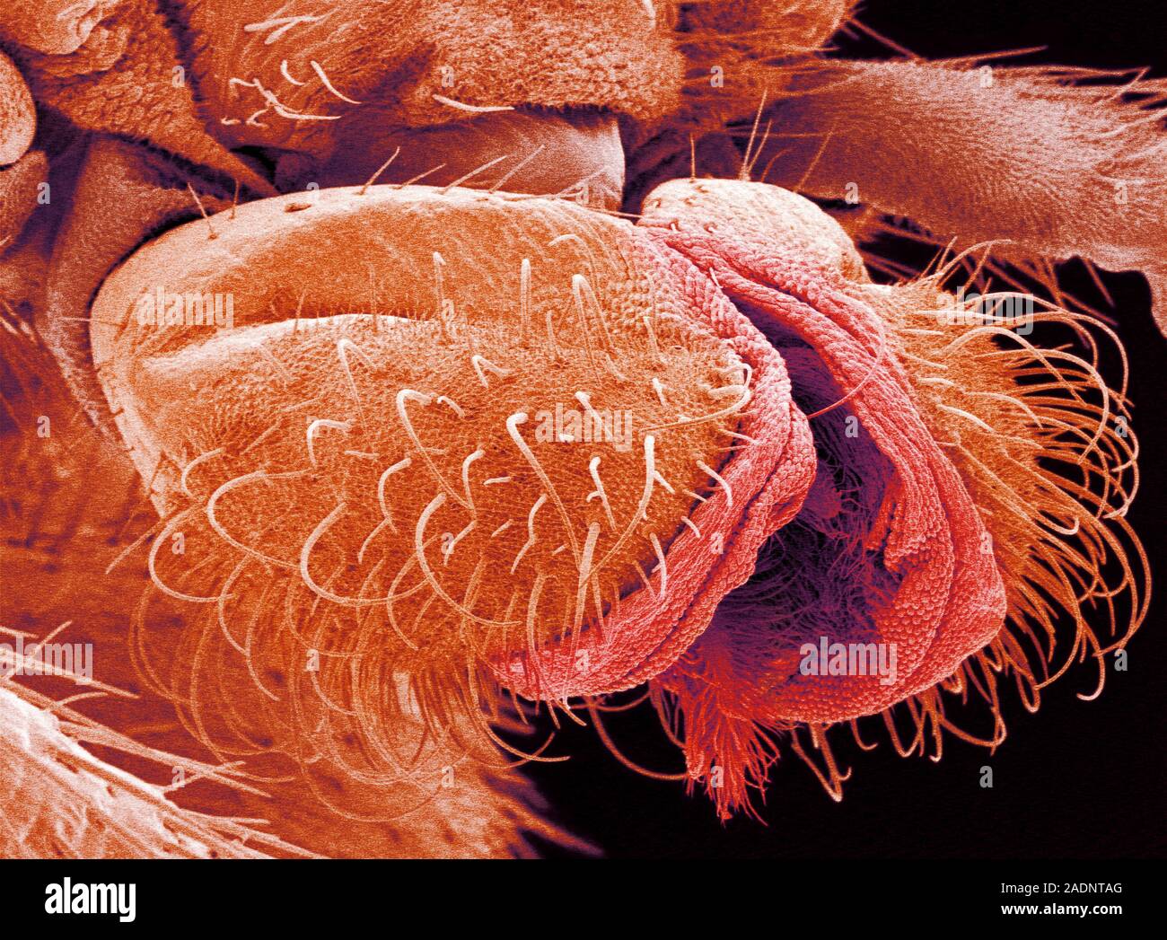 Fly mouthparts. Coloured scanning electron micrograph (SEM) of the ...