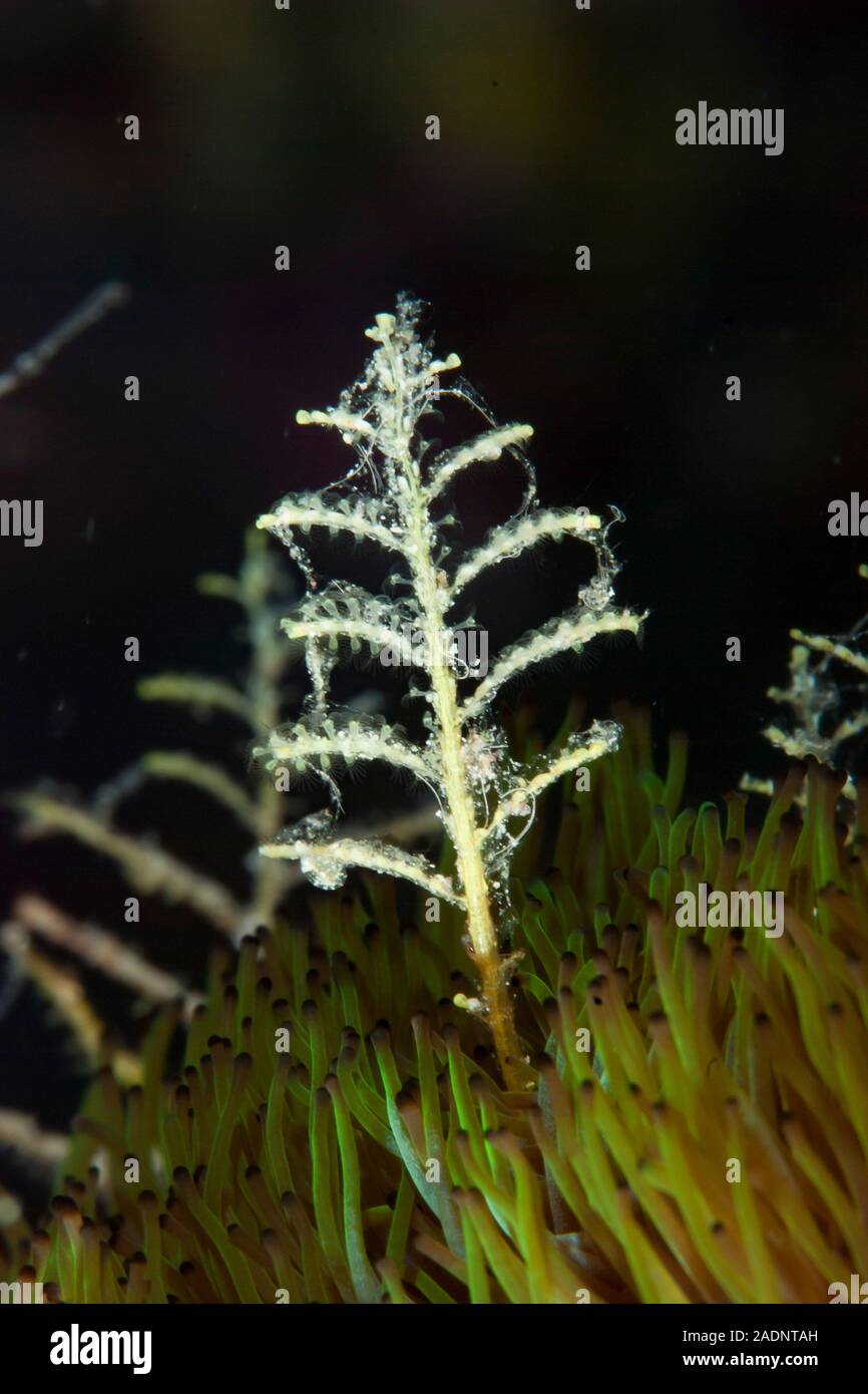 Hydroid High Resolution Stock Photography and Images - Alamy