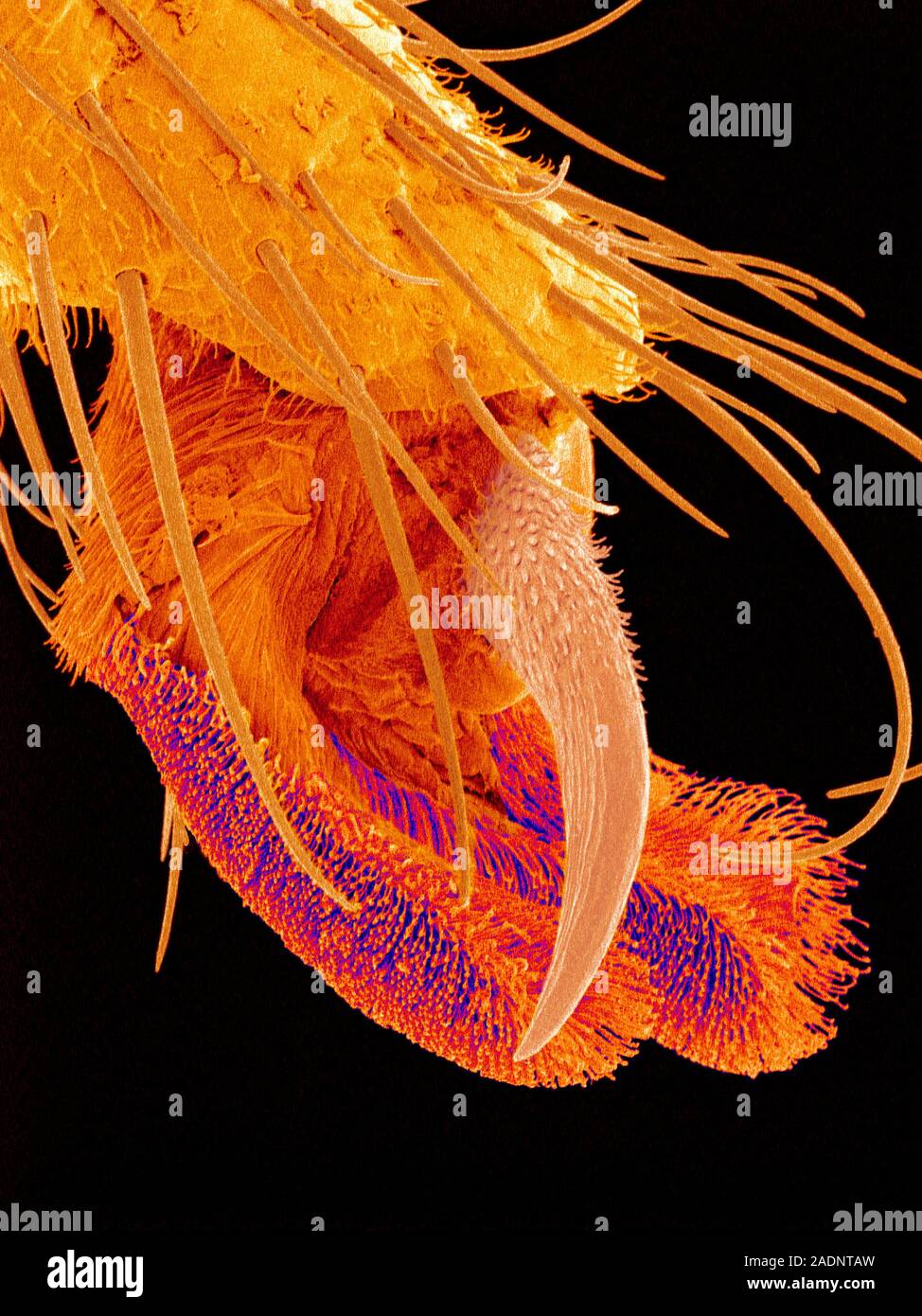 Fly foot. Coloured scanning electron micrograph (SEM) of the tip of a ...
