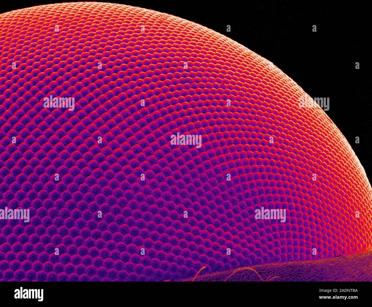 Fly compound eye. Coloured scanning electron micrograph (SEM) of ...