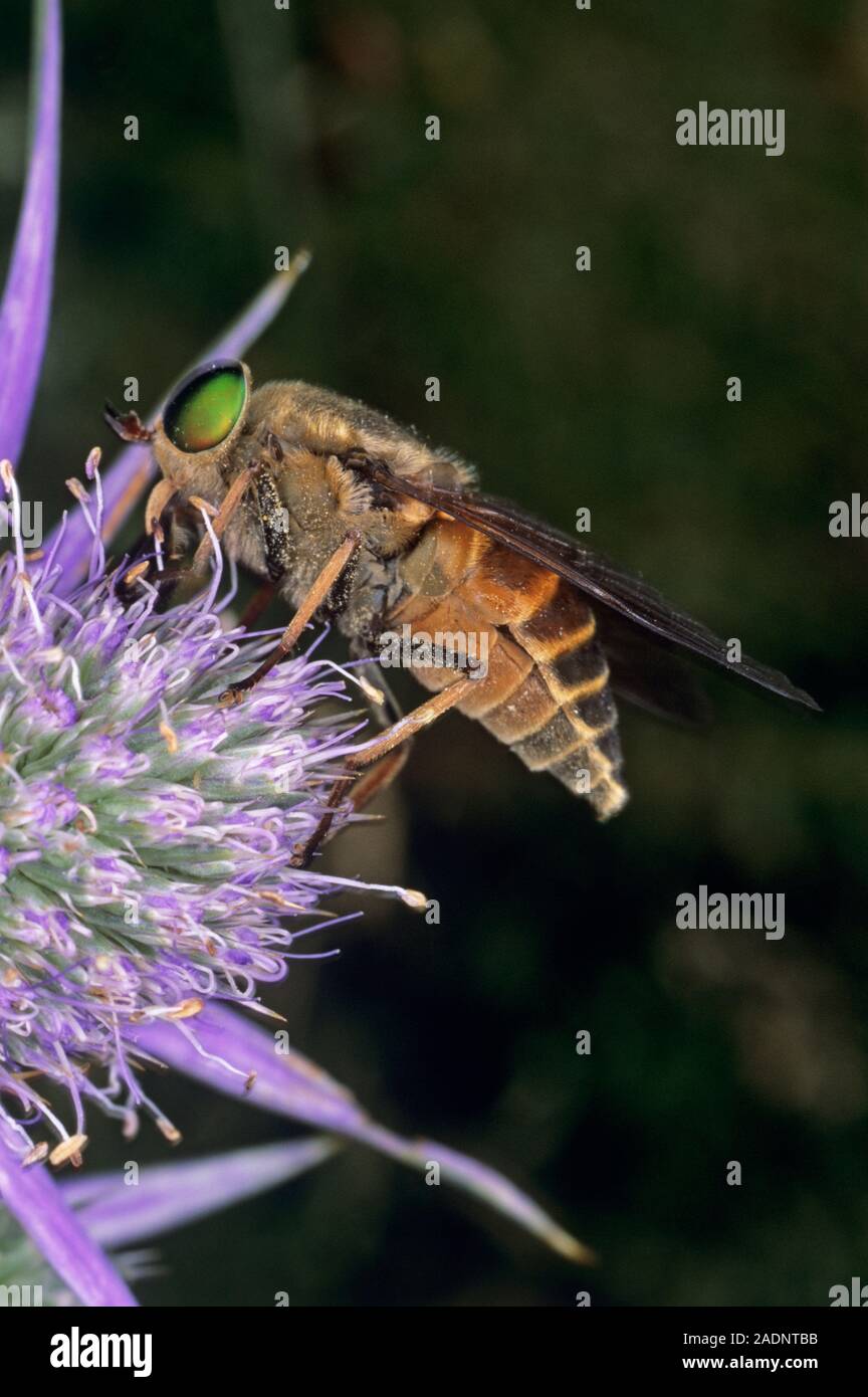Male horsefly (Tabanus sp.). Unlike the blood- sucking female, the male ...