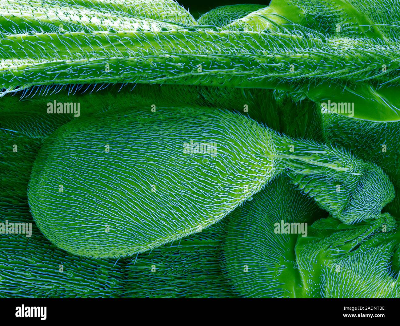 Fly balance organ. Coloured scanning electron micrograph (SEM) of the ...