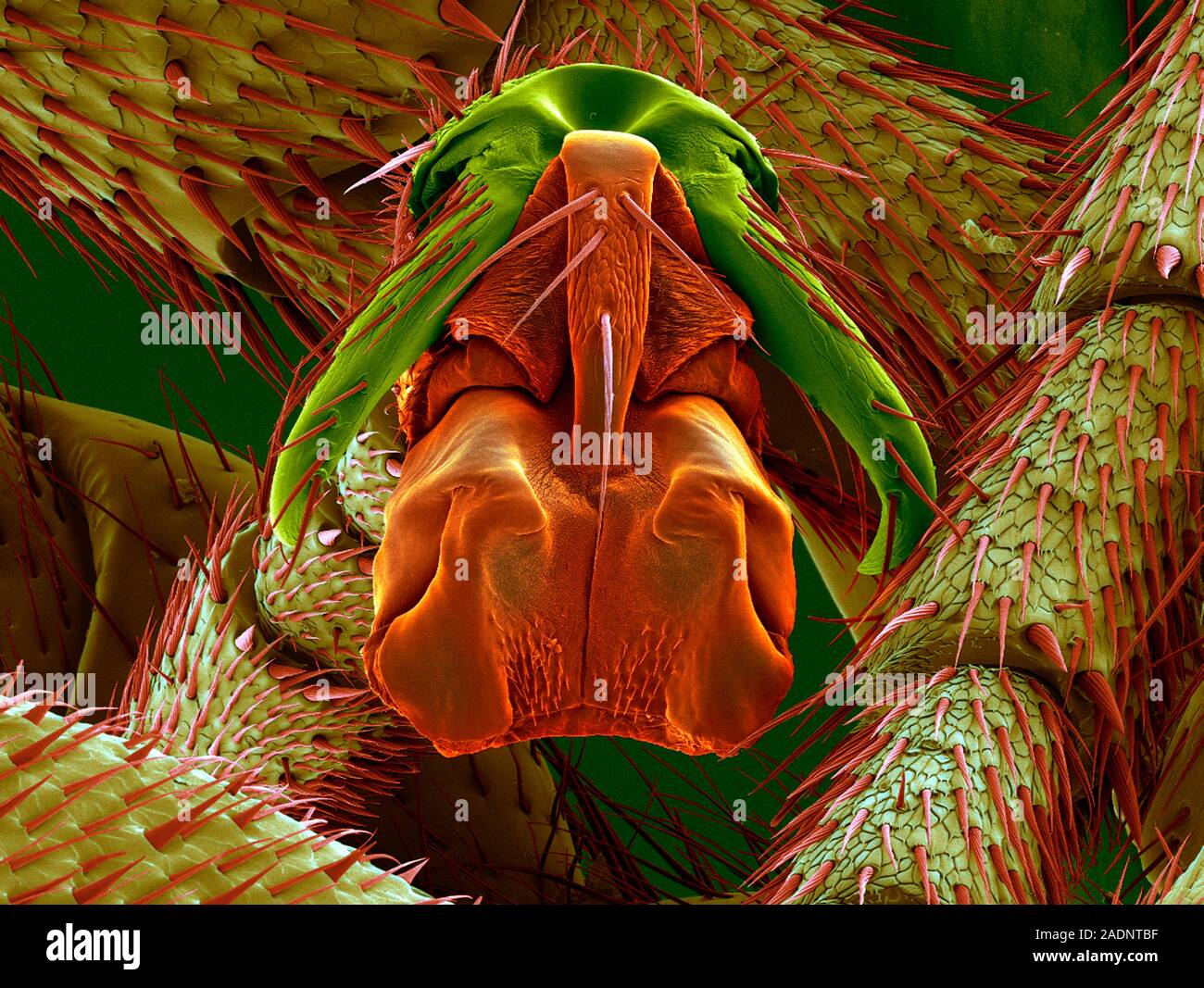 Gnat foot. Coloured scanning electron micrograph (SEM) of the pads and ...