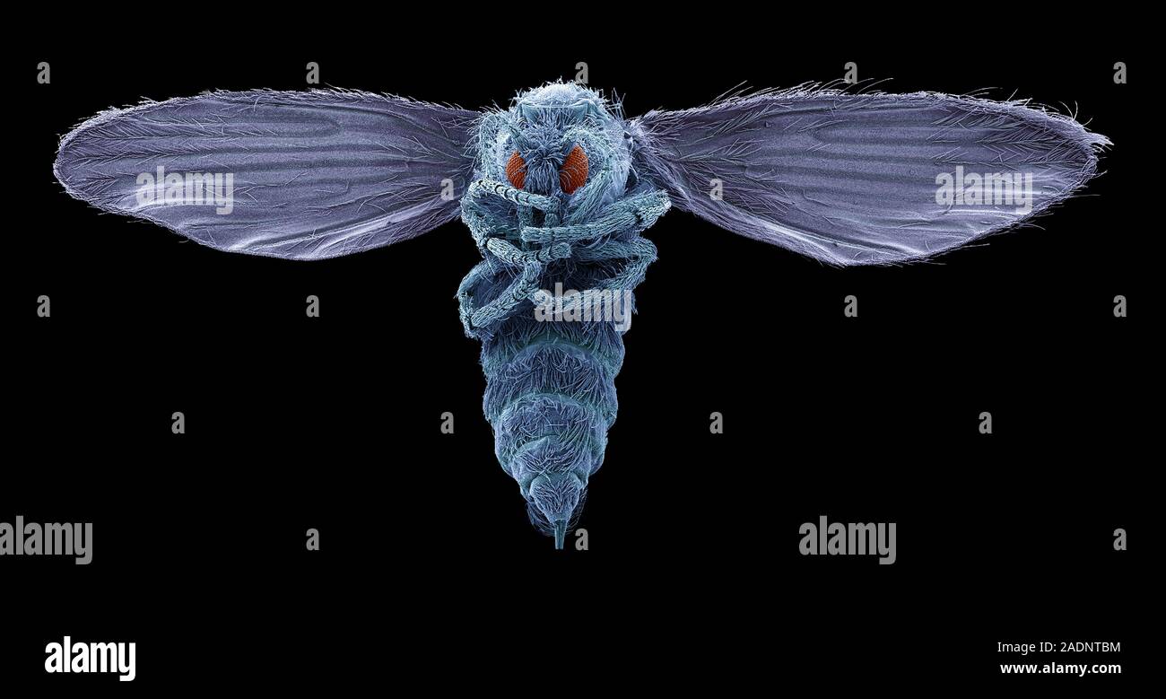 Midge (order Diptera), coloured scanning electron micrograph (SEM ...