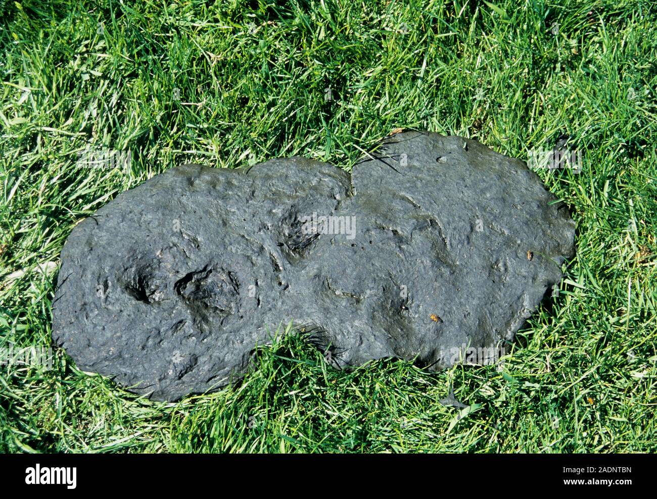 Common dung flies (Scatophaga stercoraria) upon a pile of cow dung ...