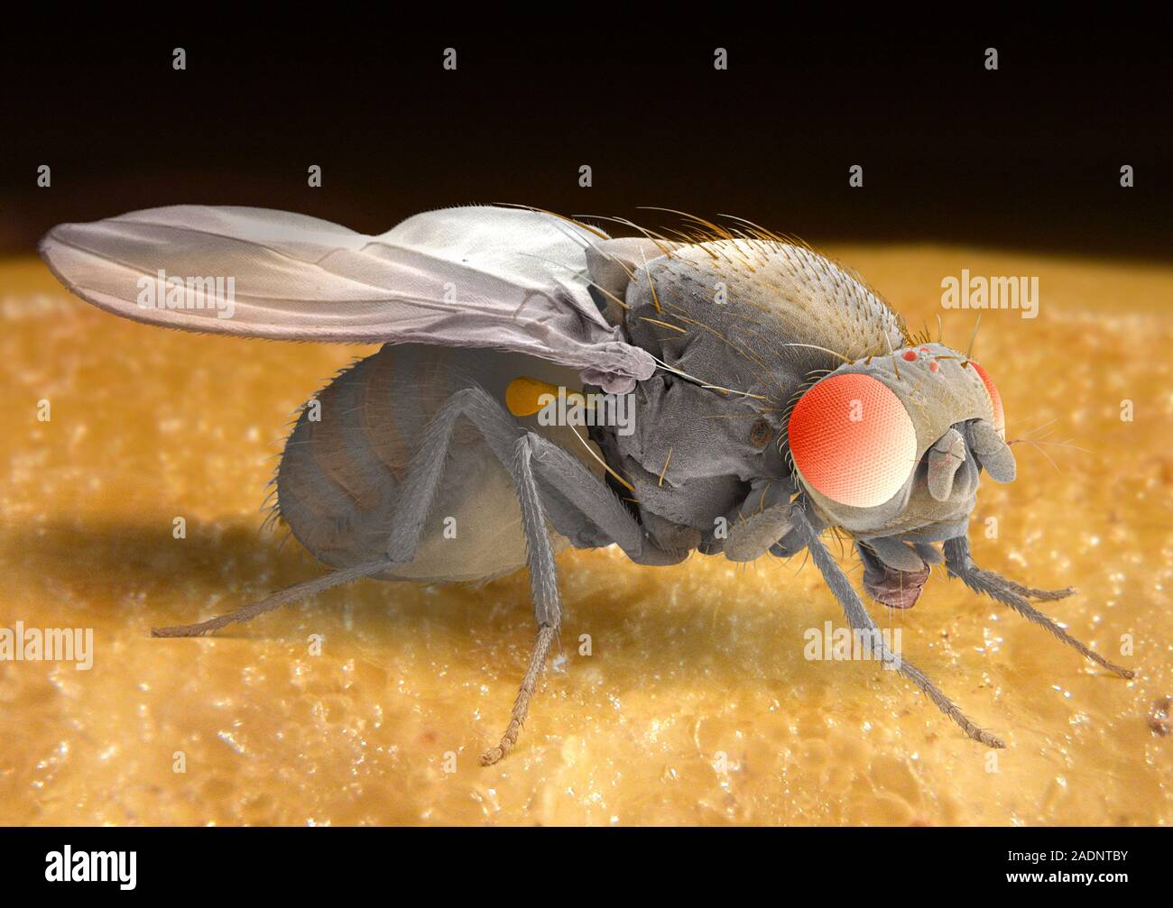 Fruit fly. Coloured scanning electron micrograph (SEM) of a fruit fly ...
