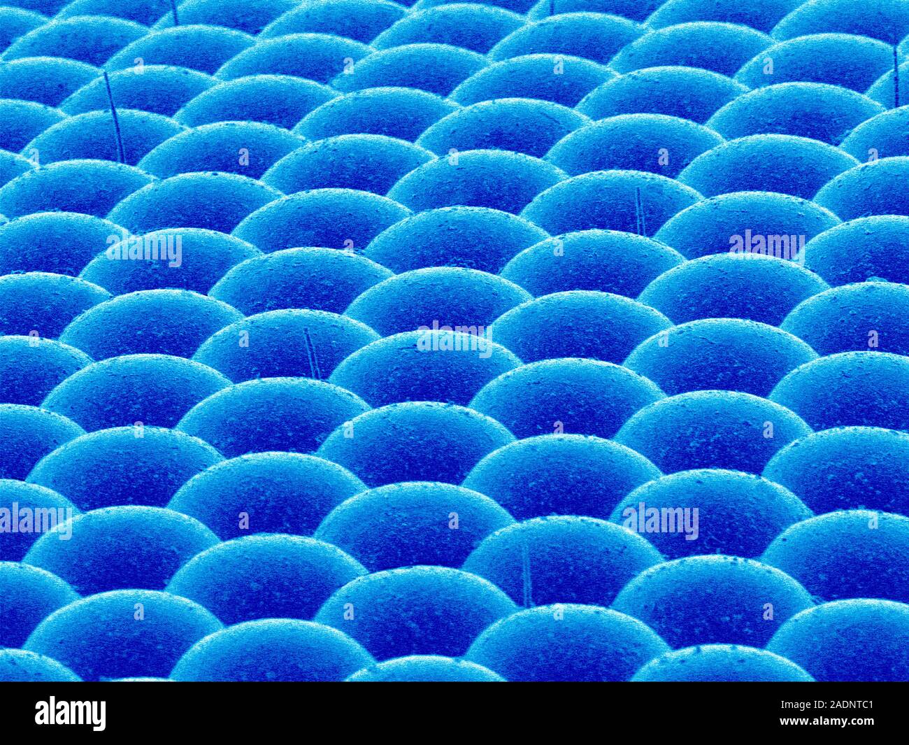 Fly compound eye. Coloured scanning electron micrograph (SEM) of ...