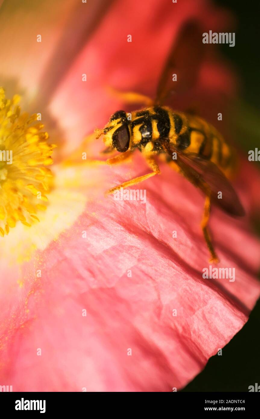 Flying insect pollinating a corn poppy flower (Papaver rhoeas ...