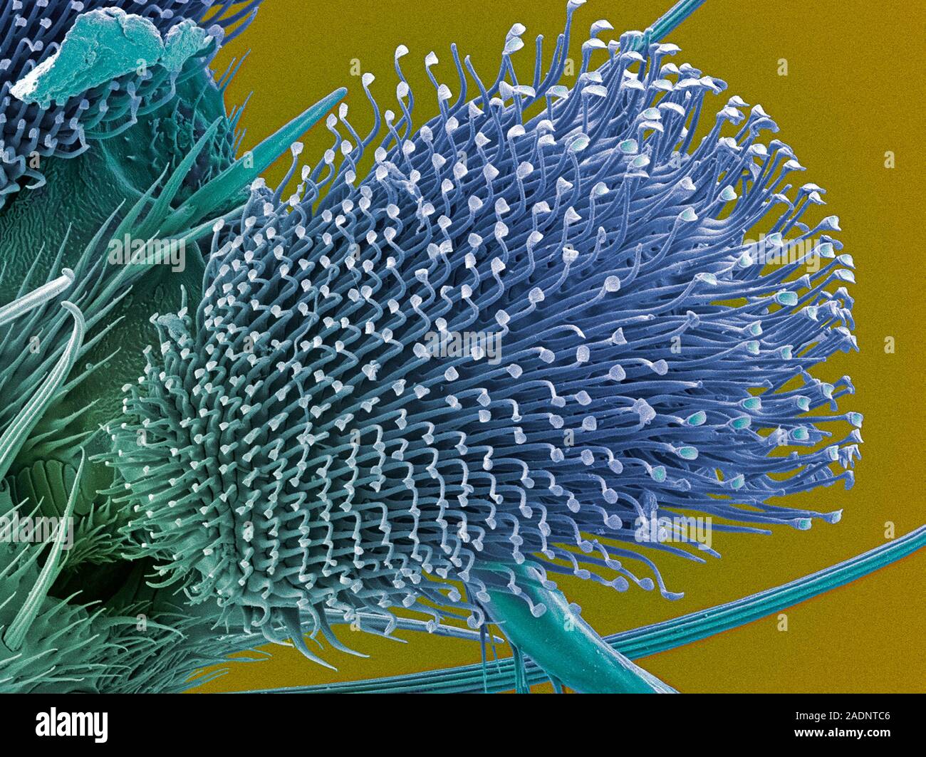 Fly's foot. Coloured scanning electron micrograph (SEM) of pulvilli ...