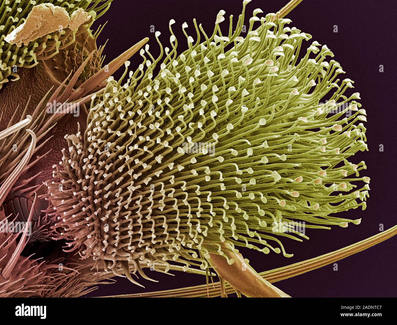 Fly's foot. Coloured scanning electron micrograph (SEM) of pulvilli ...