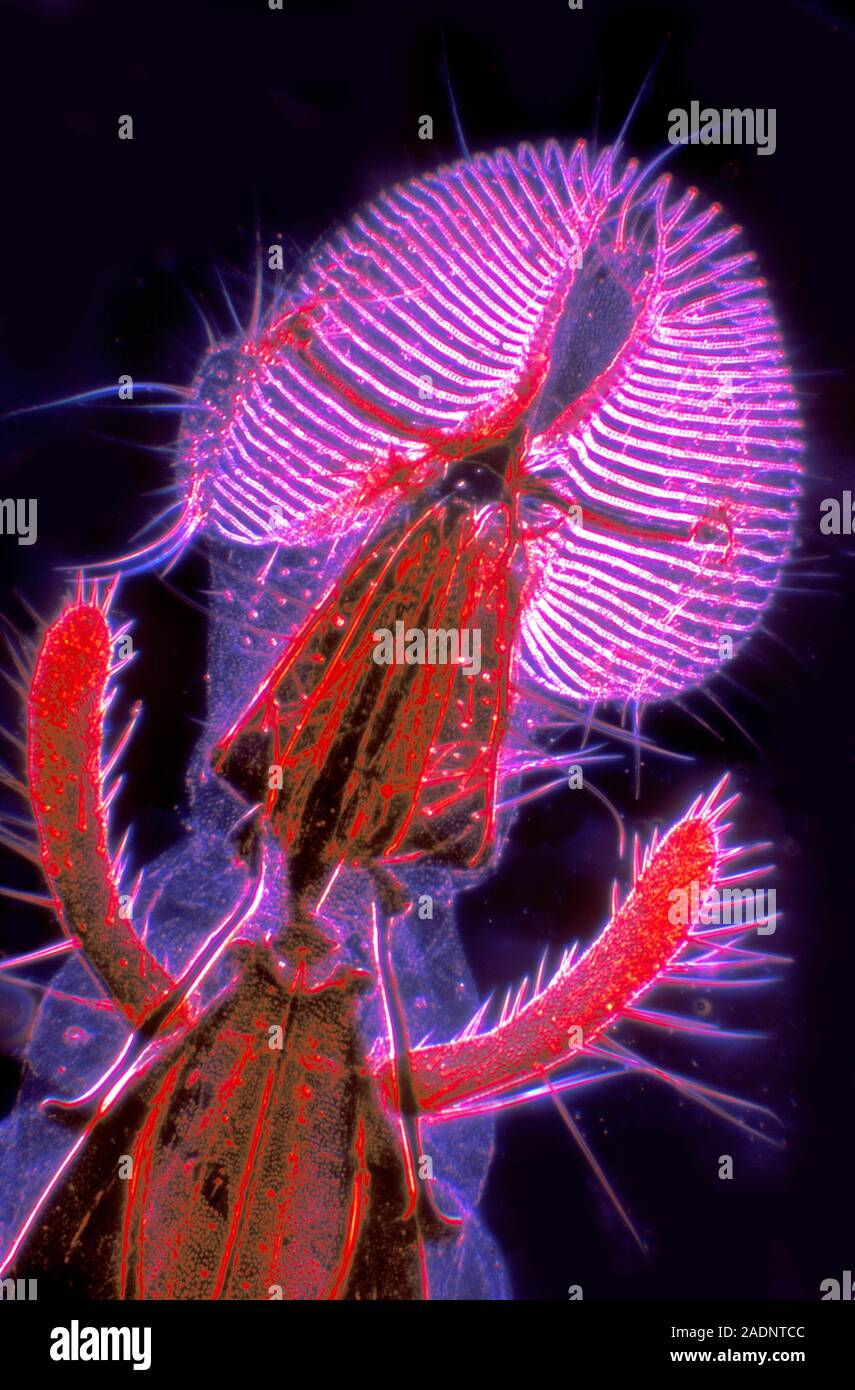 Fly mouthparts. Light micrograph of the mouthparts (the palps and ...