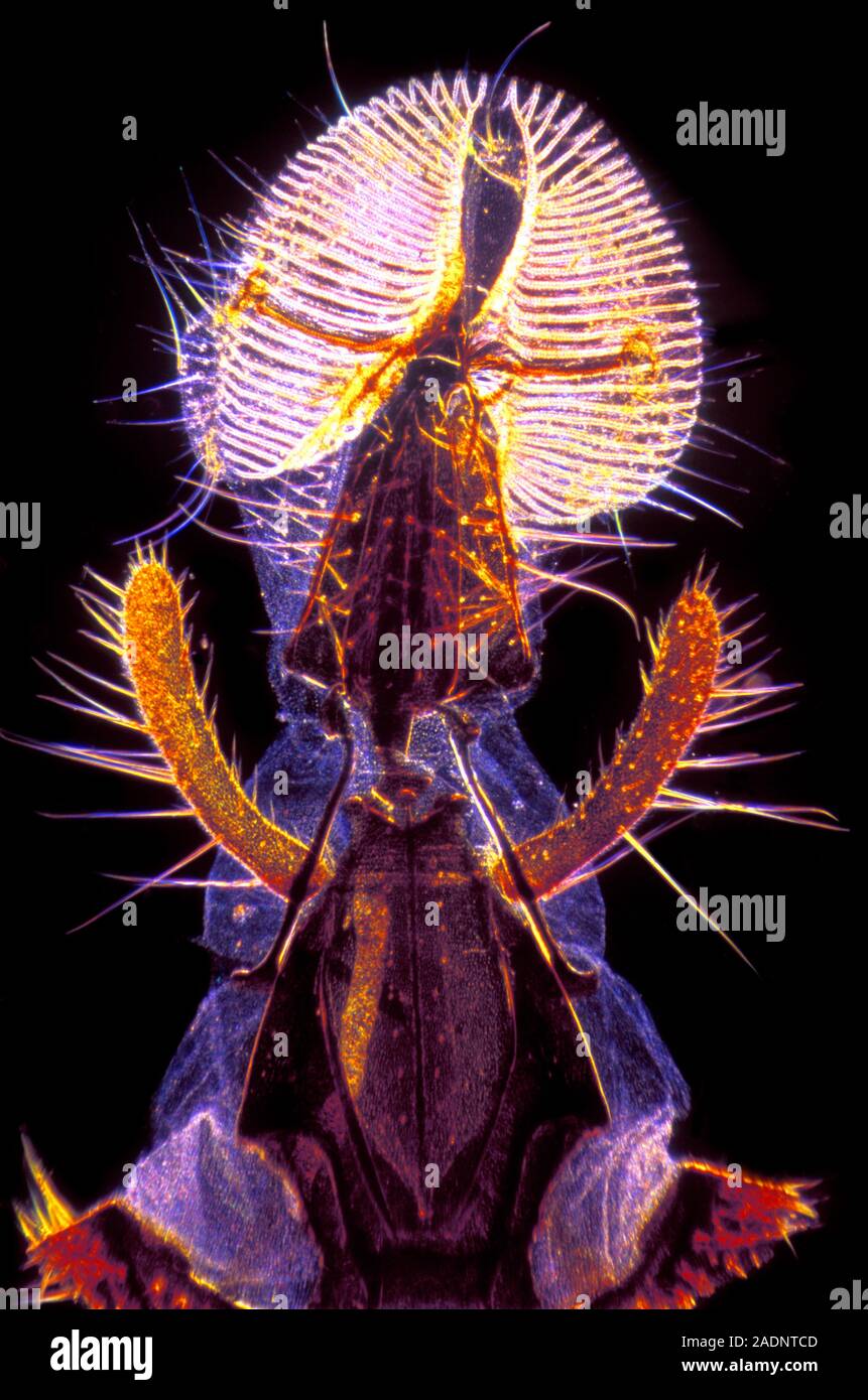 Fly mouthparts. Light micrograph of the mouthparts (the palps and ...
