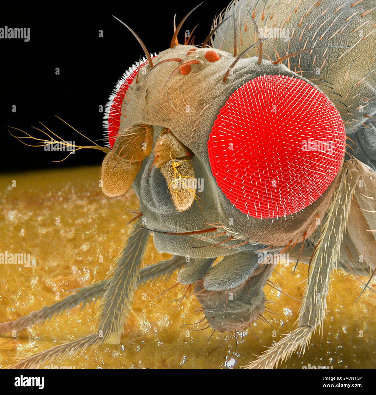 Fruit fly. Coloured scanning electron micrograph (SEM) of the head of a ...