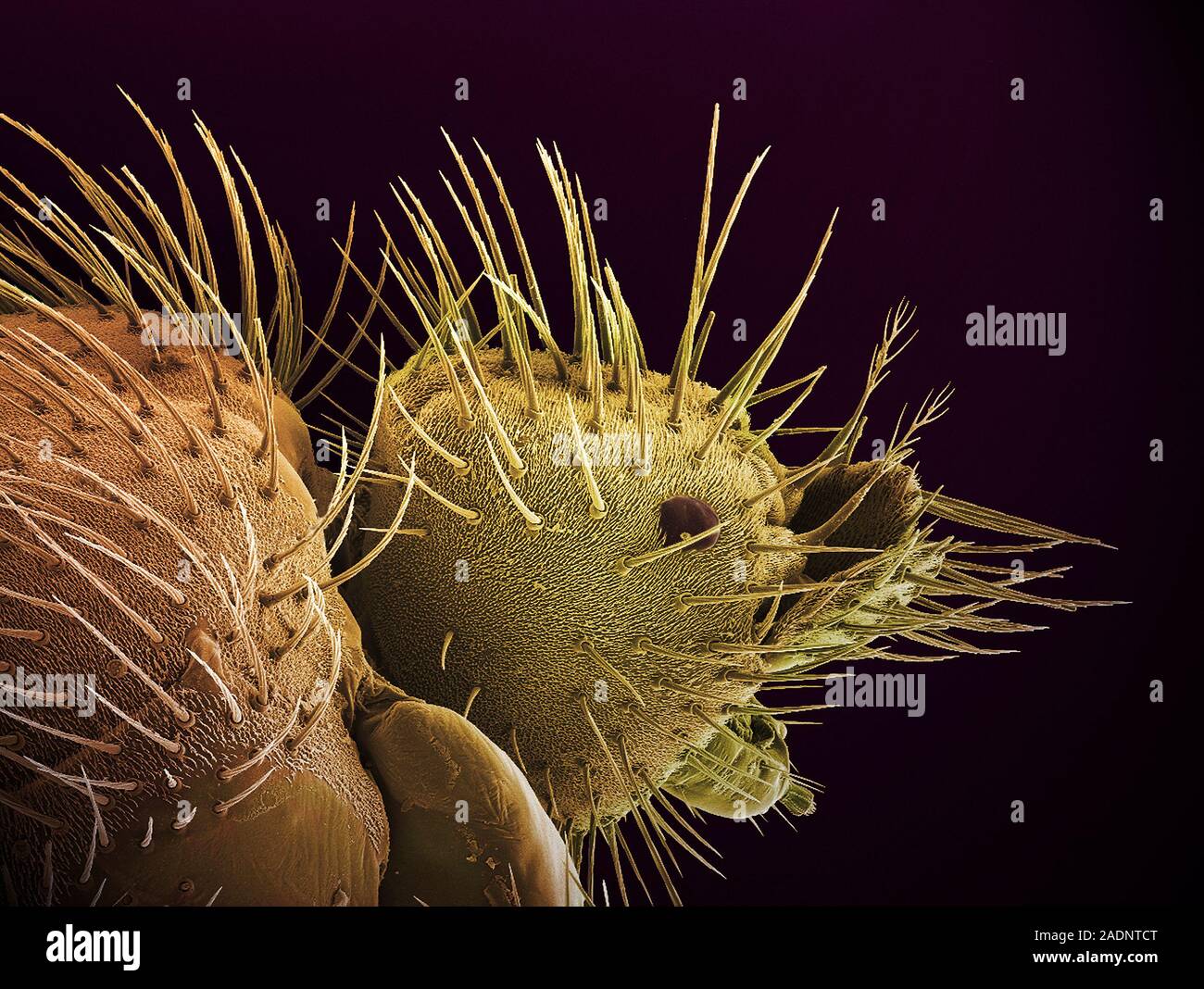 Bat fly head. Coloured scanning electron micrograph (SEM) of the head ...
