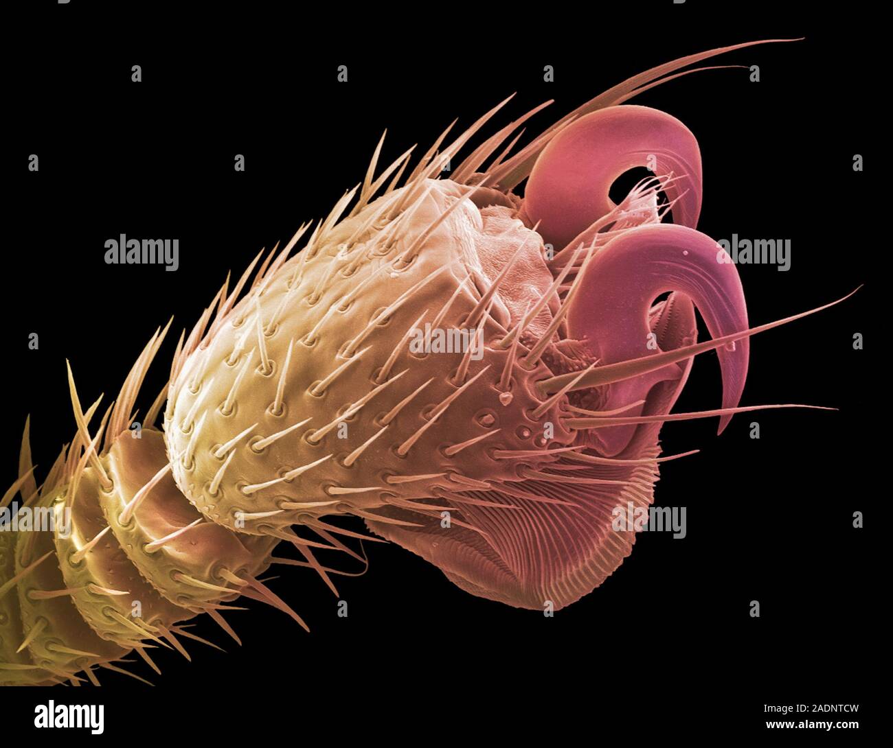 Bat fly foot. Coloured scanning electron micrograph (SEM) of the foot ...
