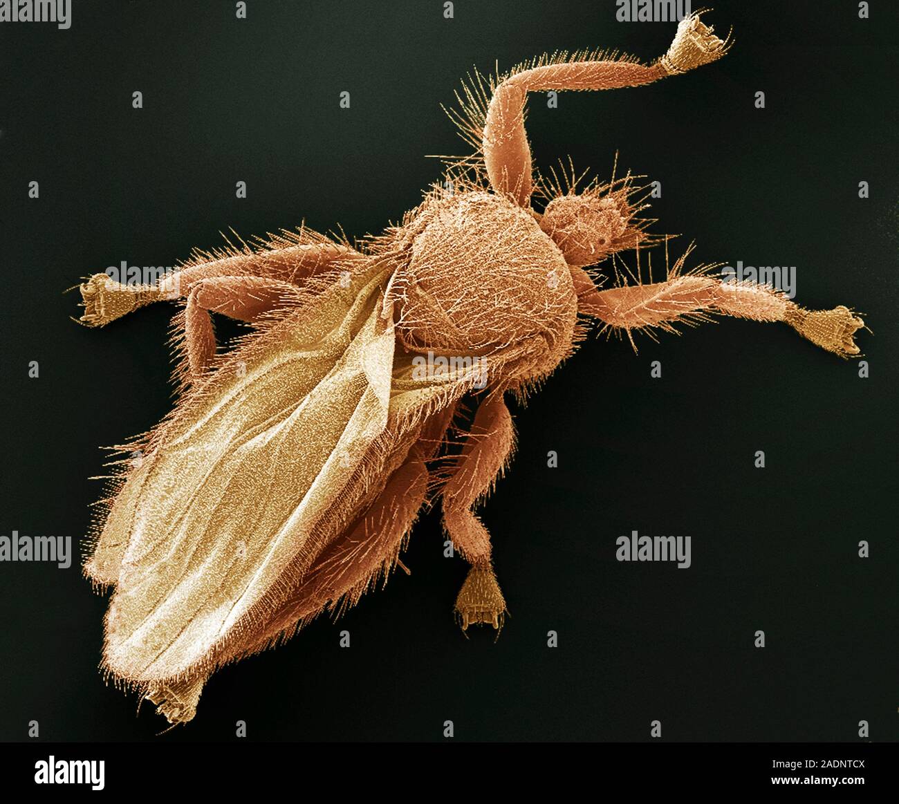 Bat fly. Coloured scanning electron micrograph (SEM) of a bat fly ...