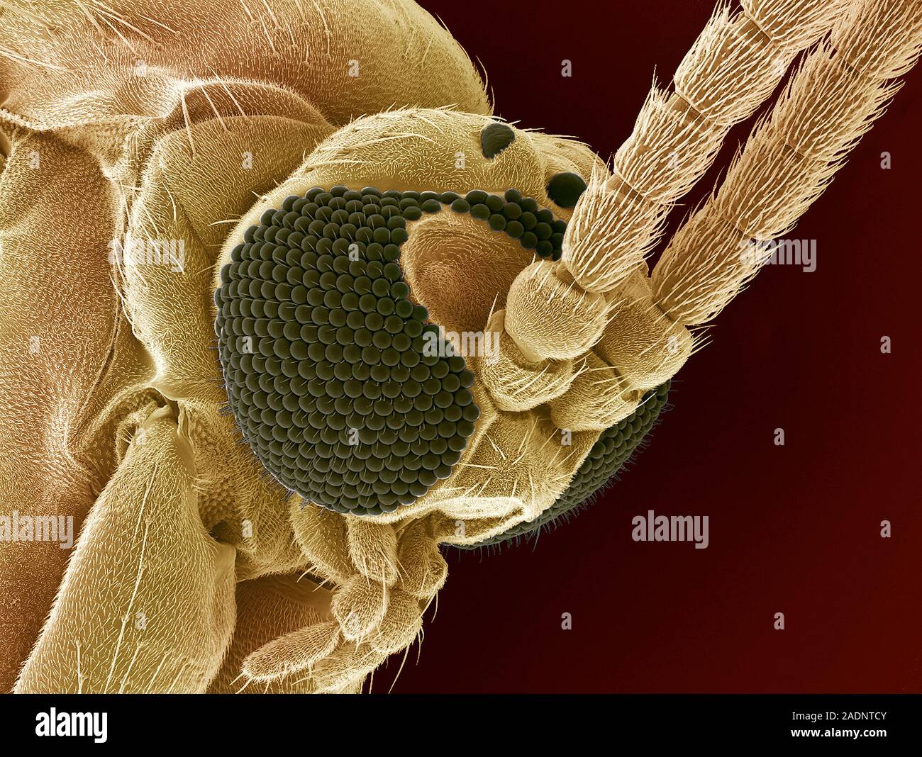 Fungus gnat. Coloured scanning electron micrograph (SEM) of the head of ...