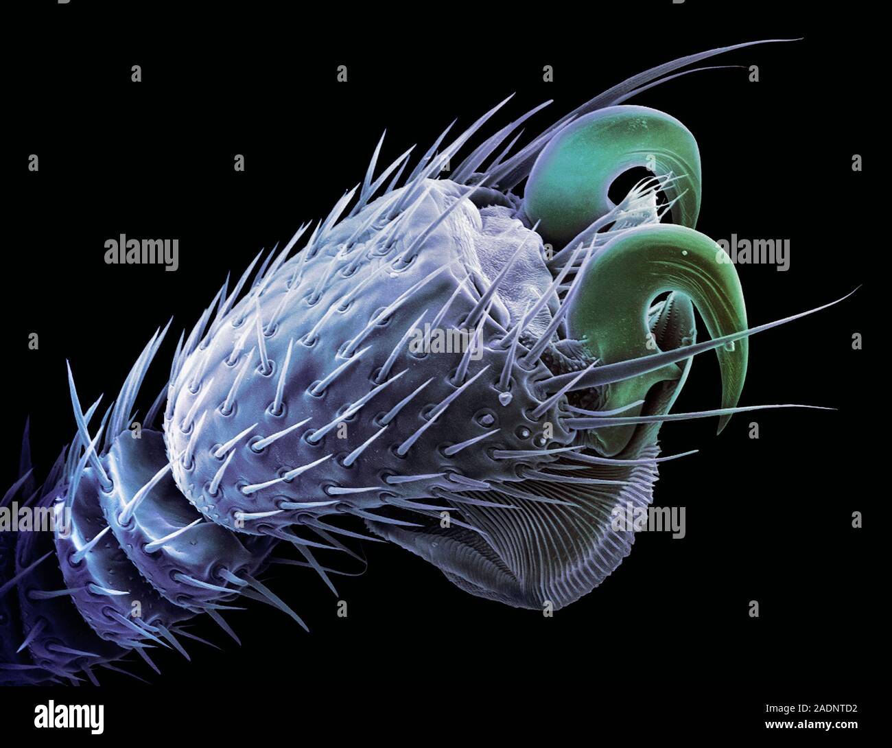 Bat fly foot. Coloured scanning electron micrograph (SEM) of the foot ...