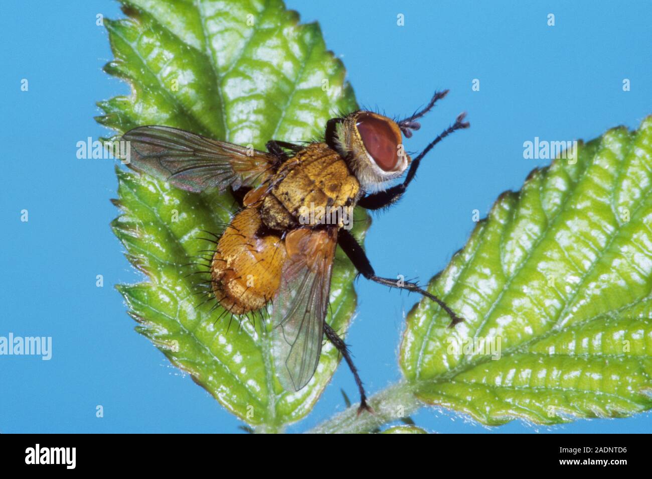 Tachinid fly (Tachina sp.) on a leaf. This is a species of parasitic ...