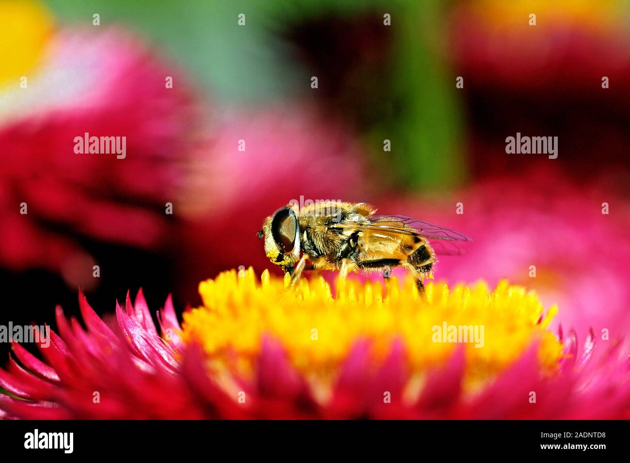 Bee fly (Family Bombyliidae) on a strawflower (Helichrysum sp ...