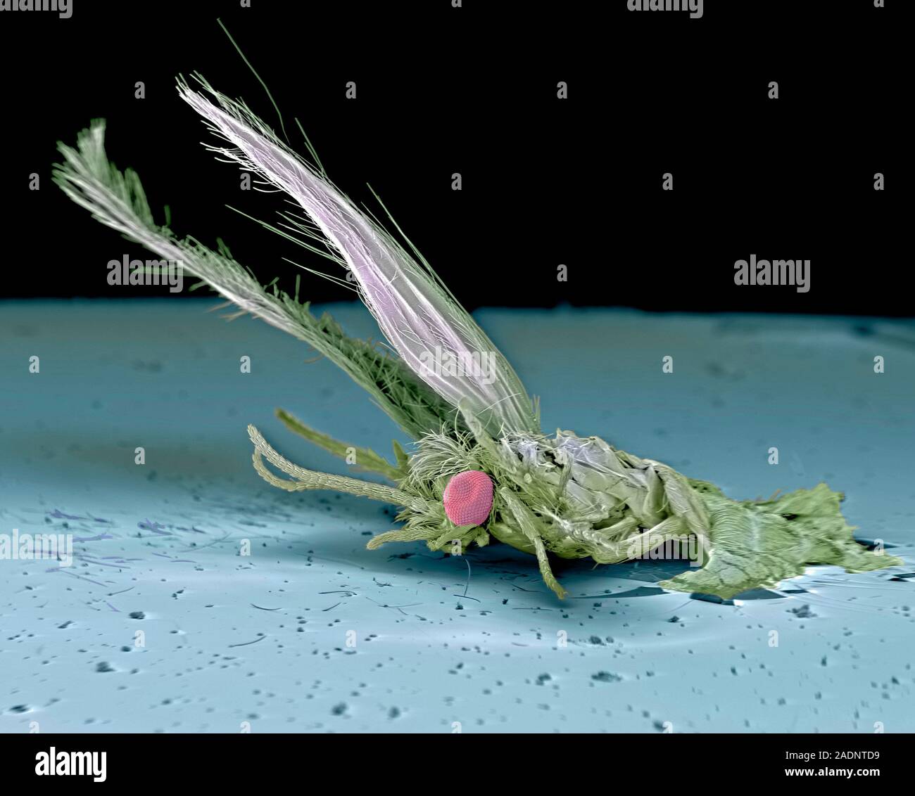 Dead fly. Coloured scanning electron micrograph (SEM) of an ...