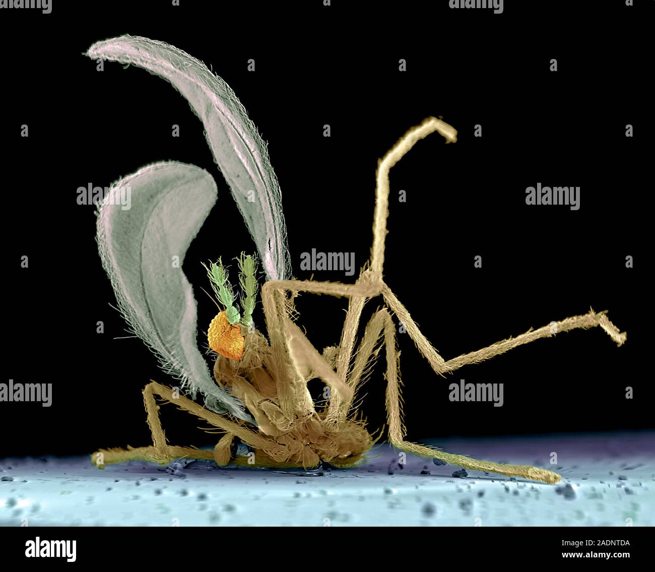 Dead fly. Coloured scanning electron micrograph (SEM) of an ...