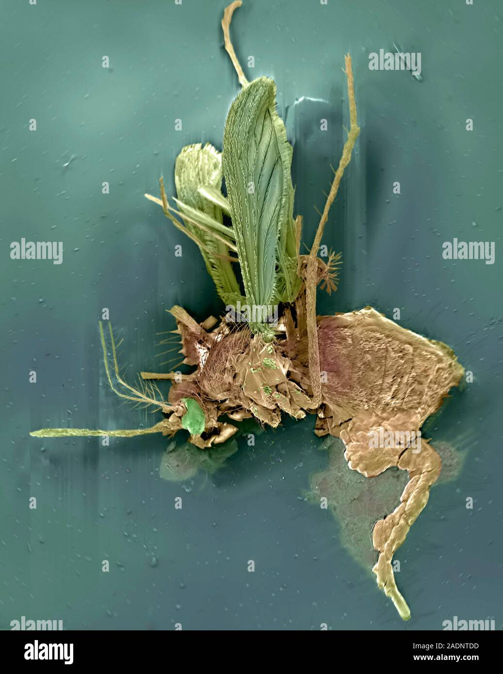 Dead fly. Coloured scanning electron micrograph (SEM) of an ...